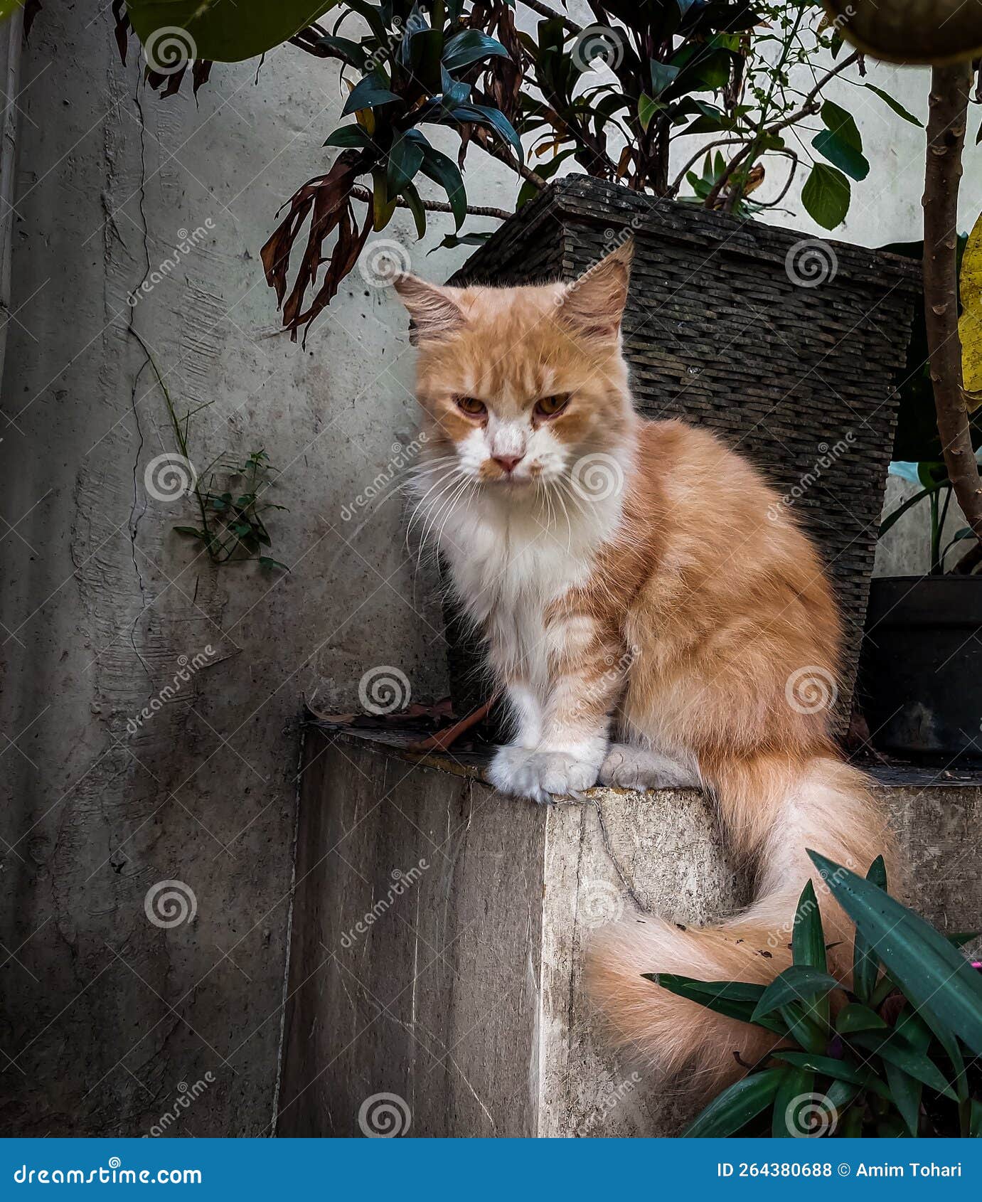 Cute red cat stock photo. Image of balcony, kitten, outside - 264380688