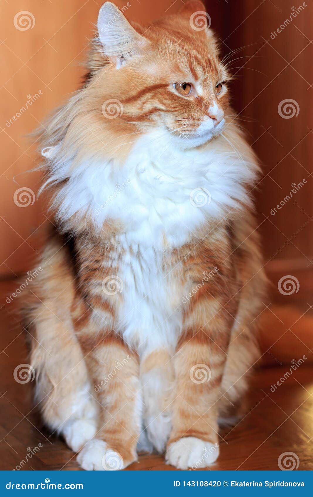 Cute red cat stock photo. Image of beautiful, animals - 143108420
