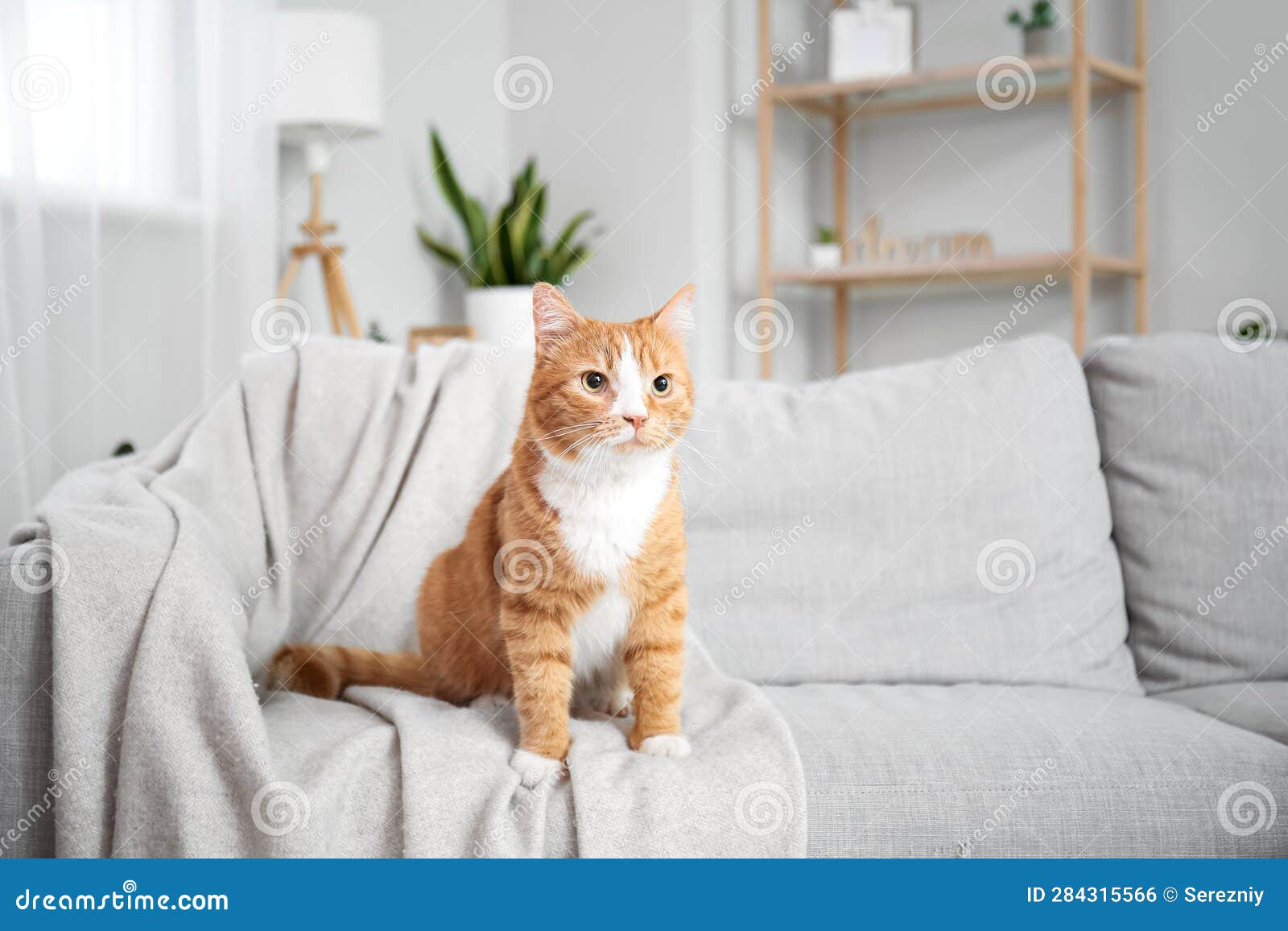 Cute Red Cat on Grey Sofa in Living Room Stock Photo - Image of ...