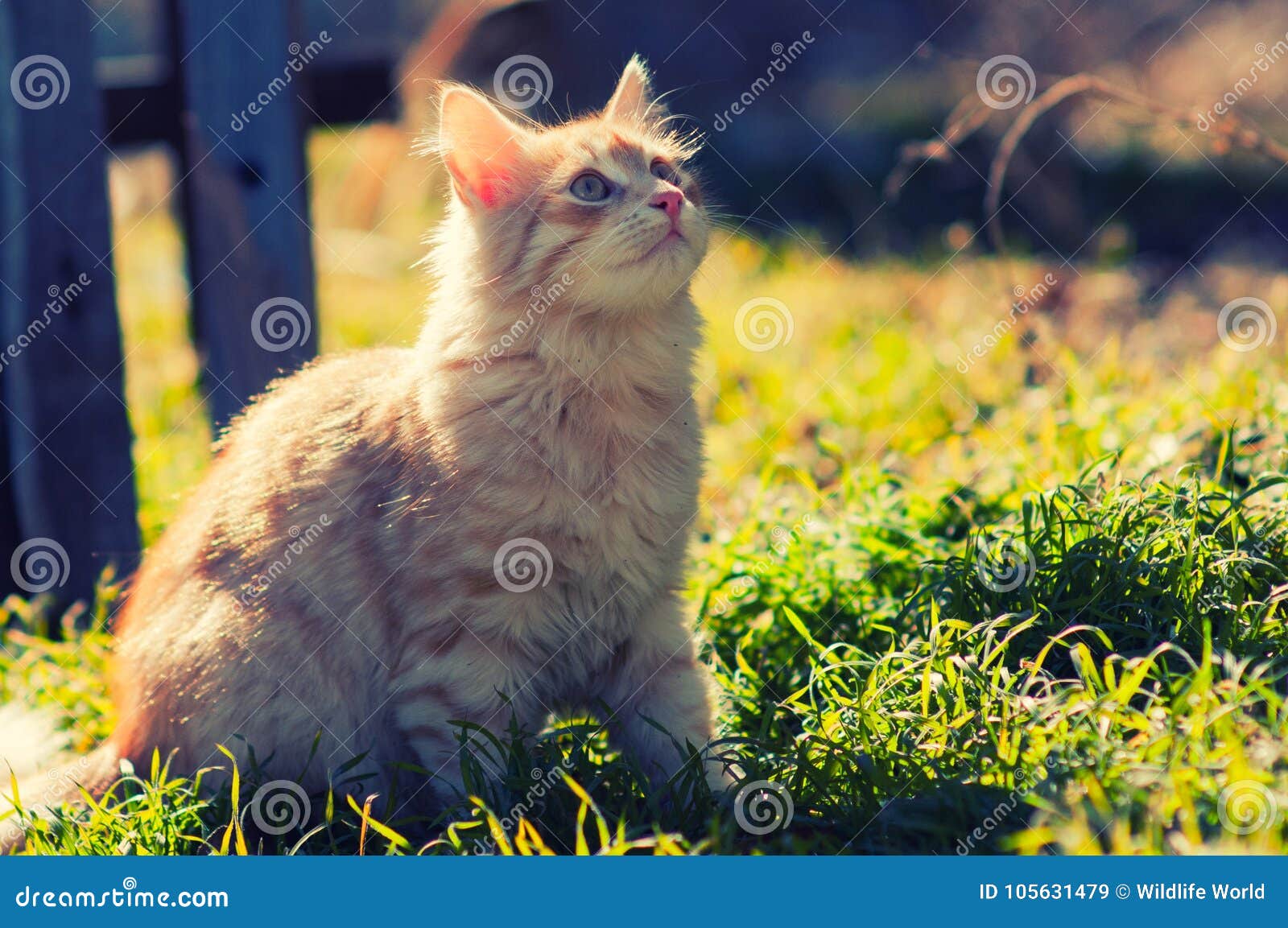 Cute Red Cat Relaxing in Sun Rays Stock Image - Image of healthy ...