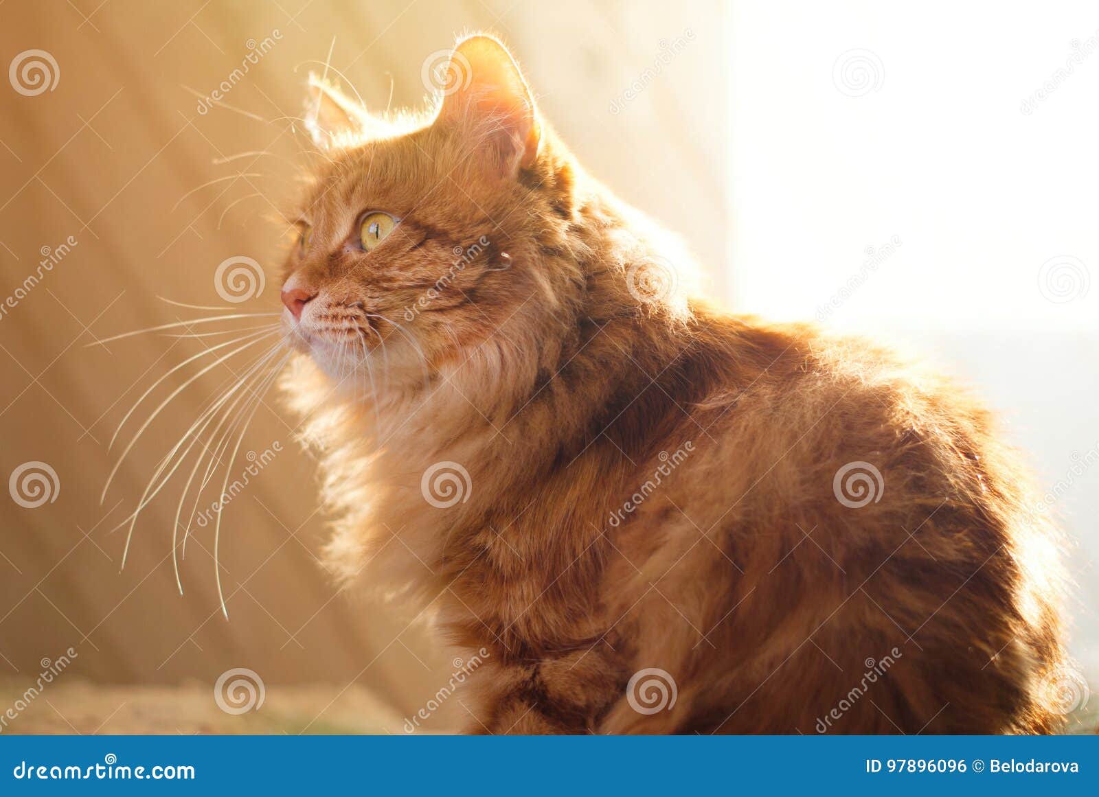 Cute Red Cat Relaxing in Sun Rays at Home Stock Photo - Image of sunny ...