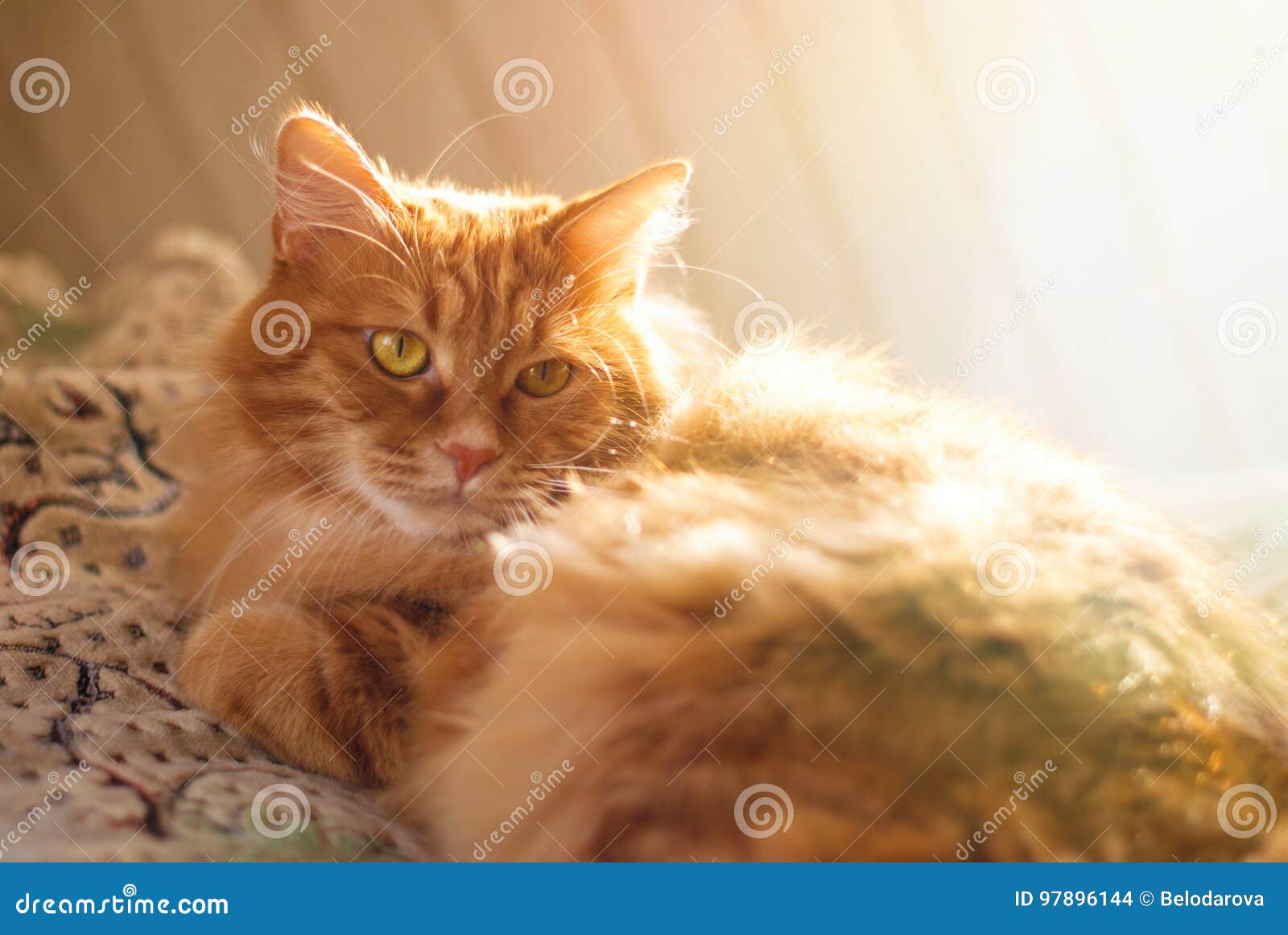 Cute Red Cat Relaxing in Sun Rays at Home Stock Photo - Image of ...