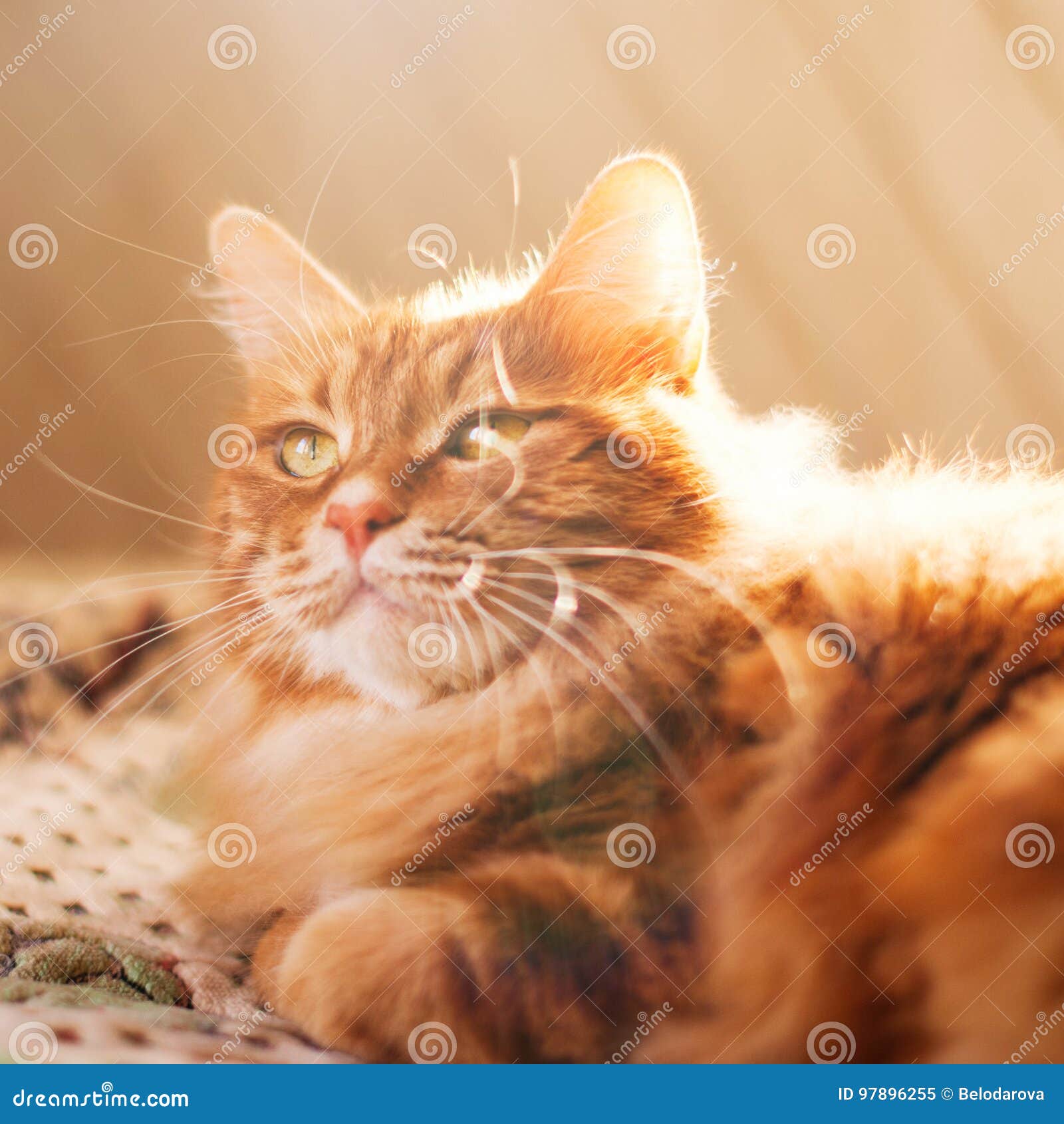 Cute Red Cat Relaxing in Sun Rays at Home Stock Image - Image of lovely ...