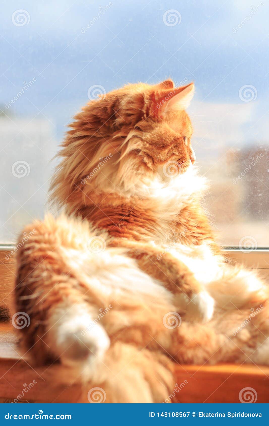 Cute Red Cat Sitting in the Window Stock Image - Image of sitting, cute ...