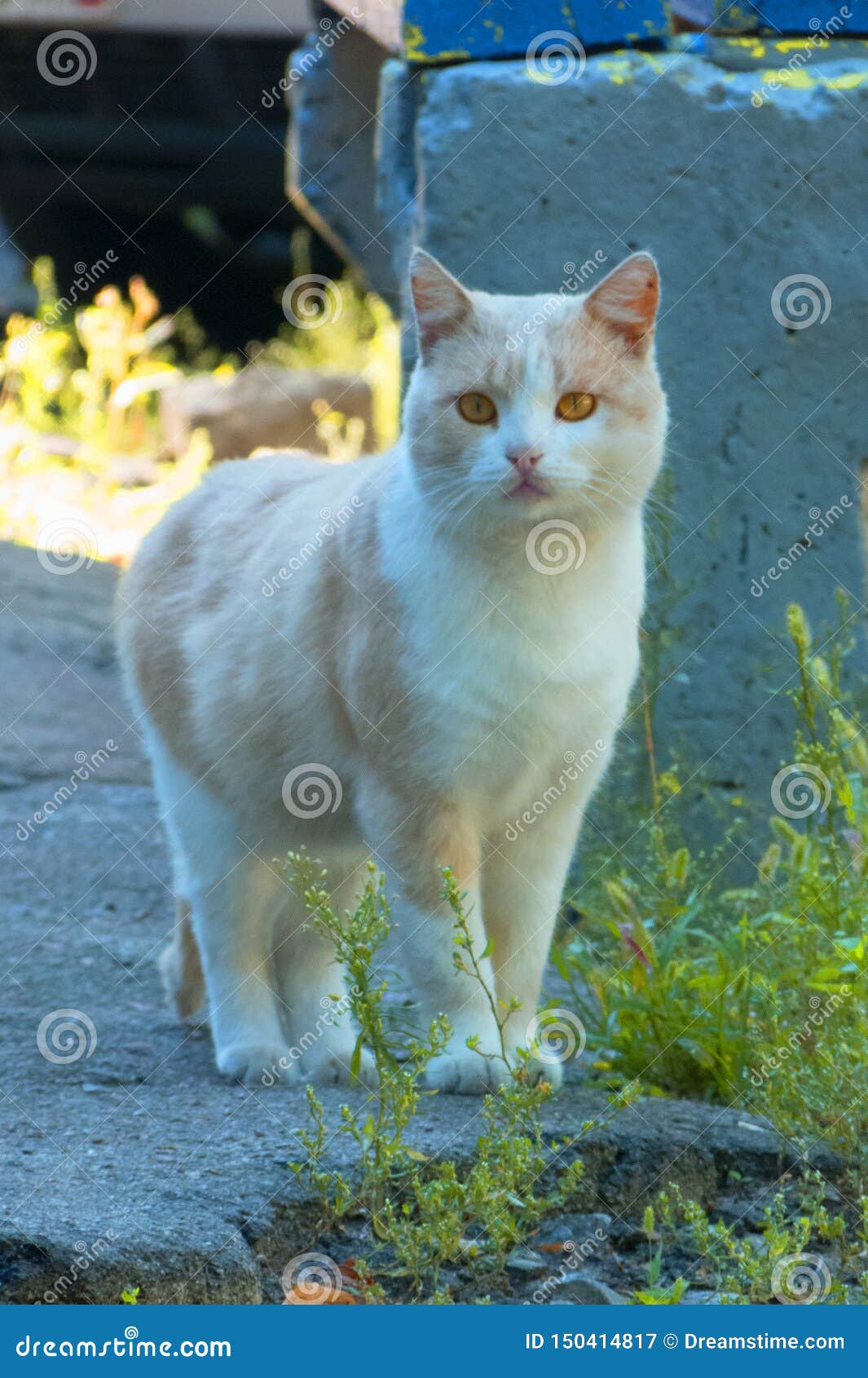 Cute Red Cat with Yellow Eyes. Curious Beautiful Cat Stock Image ...