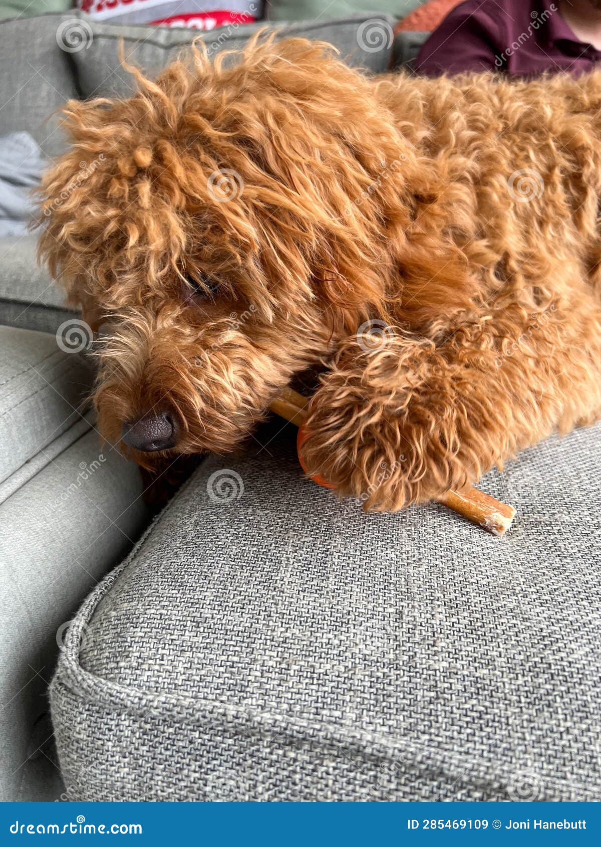 A Cute Red Colored Cavapoo Puppy Eating a Treat Stock Image - Image of ...