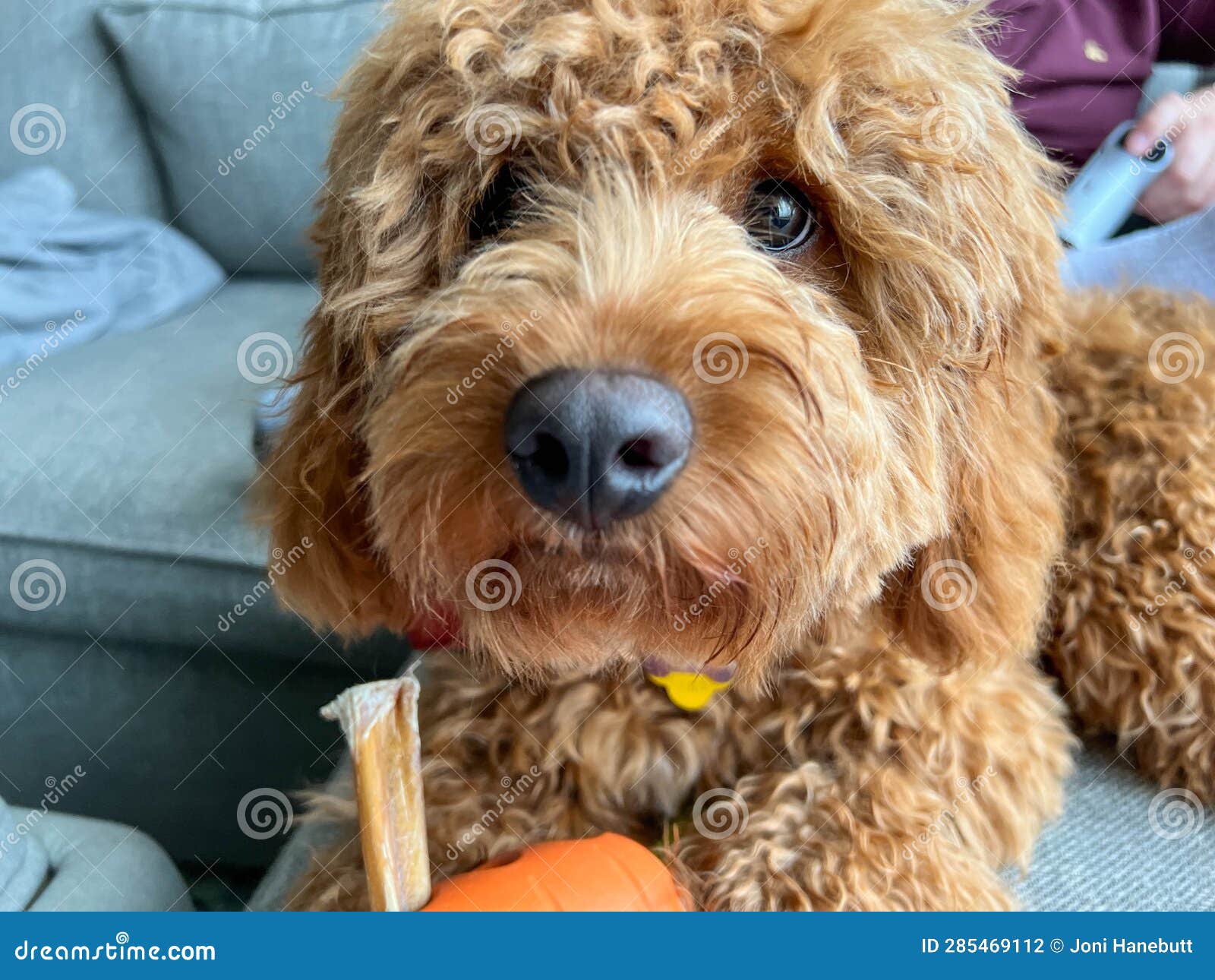 A Cute Red Colored Cavapoo Puppy Eating a Treat Stock Photo - Image of breed, pedigreed: 285469112