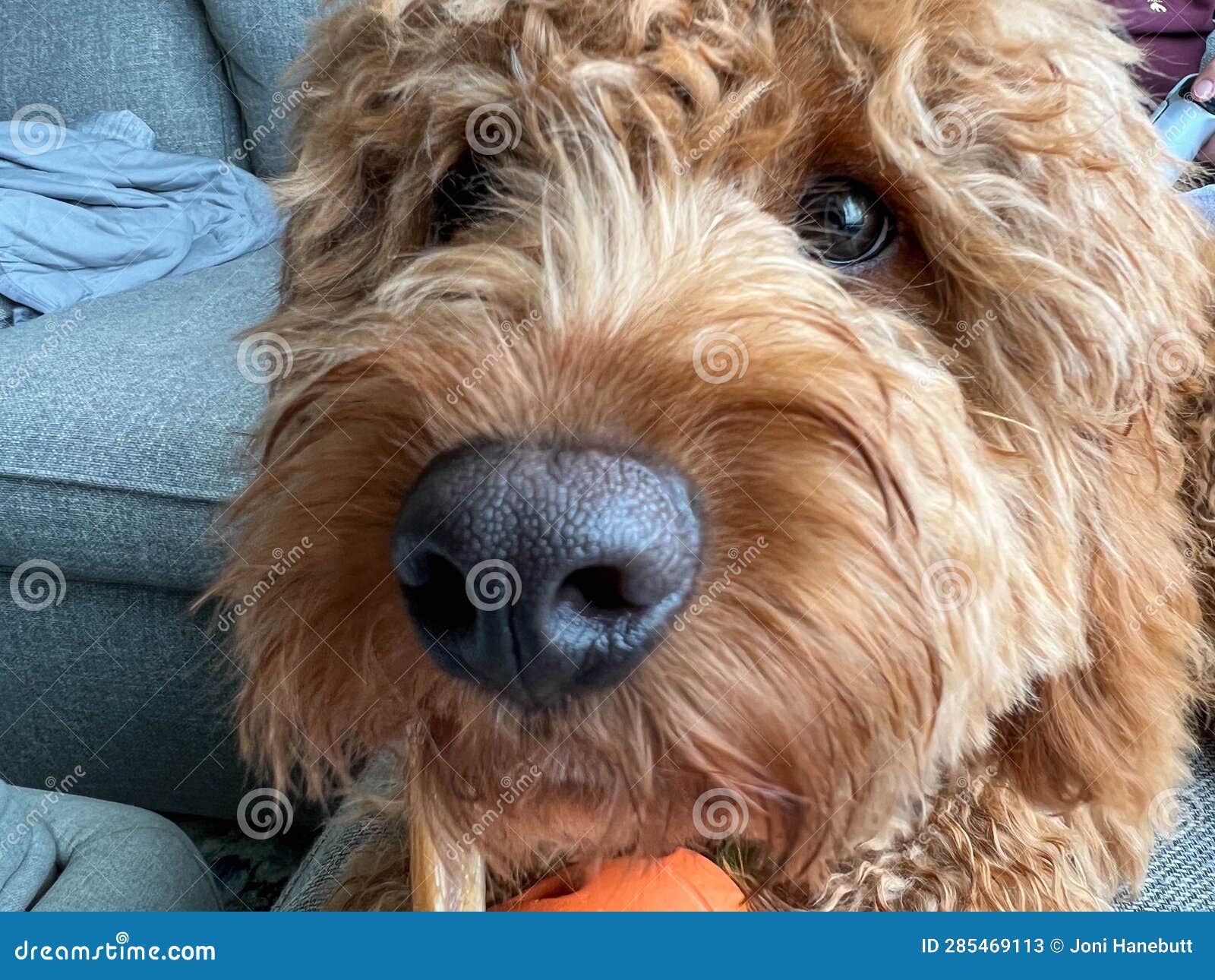 A Cute Red Colored Cavapoo Puppy Eating a Treat Stock Image - Image of ...