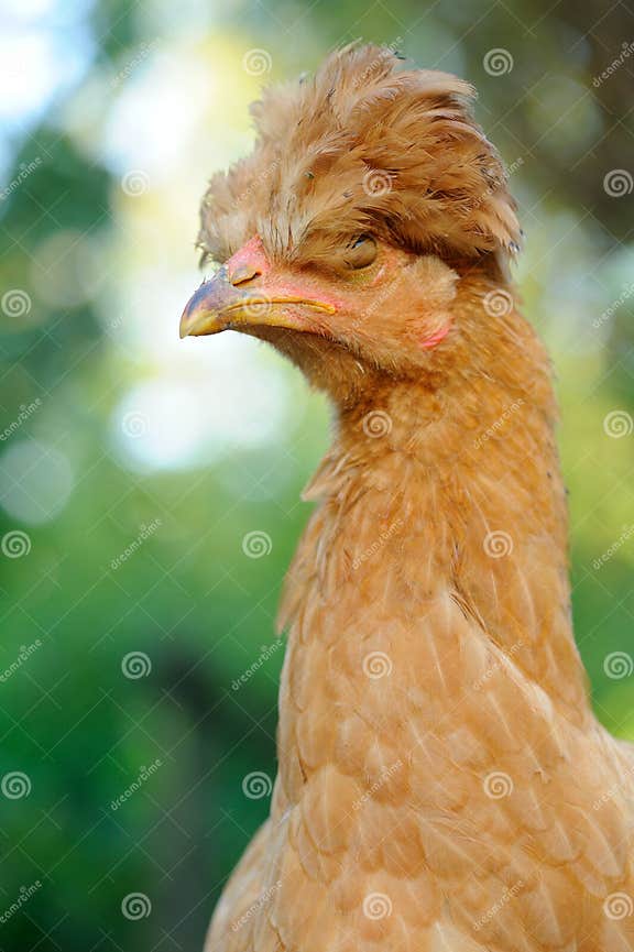 Cute Red Crested Chicken Outdoors Stock Photo - Image of nice, green ...