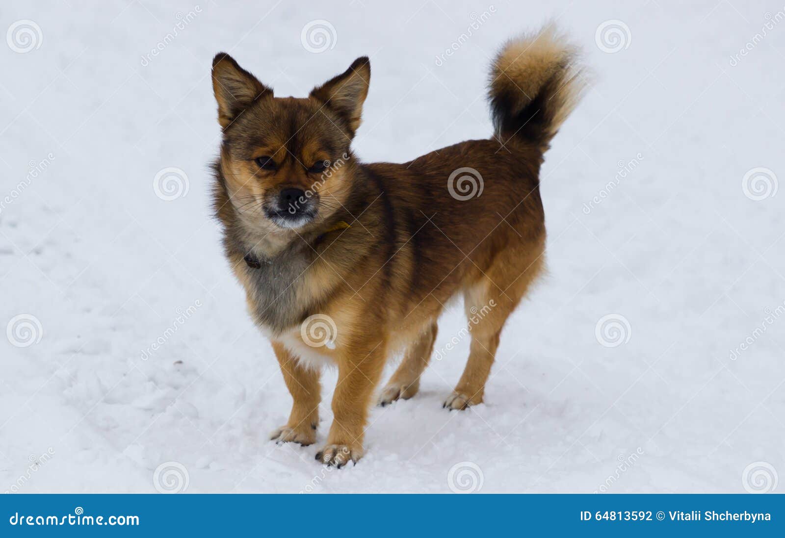 Cute Red Dog in the Snow, Portrait Stock Photo - Image of canine, white ...