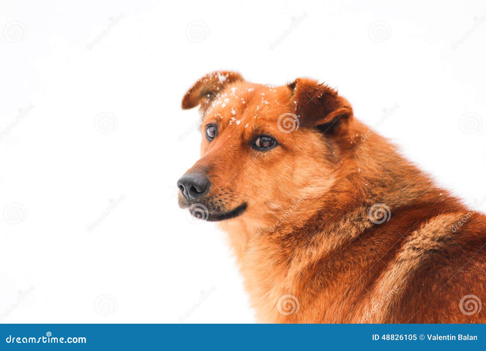 Cute red dog stock image. Image of cheerful, cute, ears - 48826105