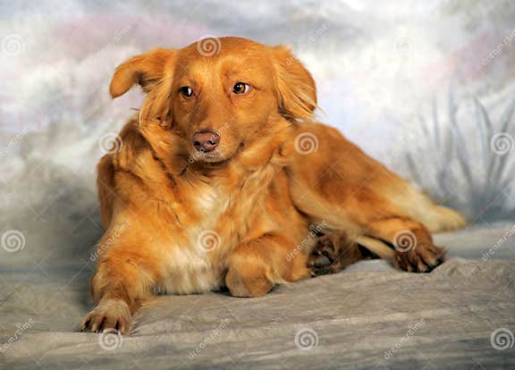 Cute red dog stock photo. Image of siberian, canine, cute - 38027224