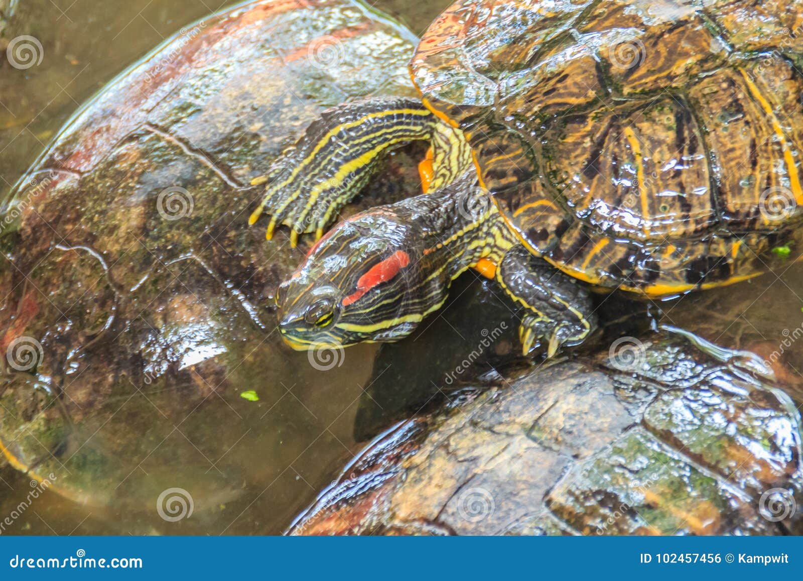 Cute Red-eared Slider (Trachemys Scripta Elegans), Also Known As Stock ...
