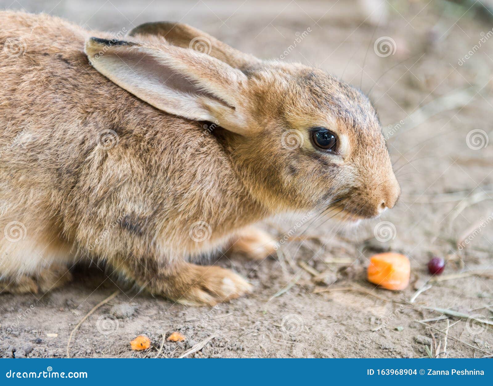 Cute Red Easter Rabbit Eating Carrot Outside Stock Photo - Image of ...