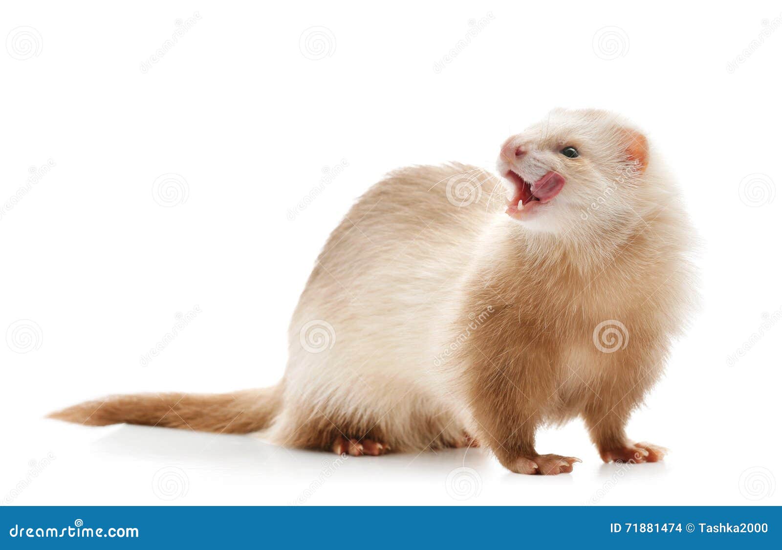Cute red ferret stock photo. Image of mammal, animal - 71881474