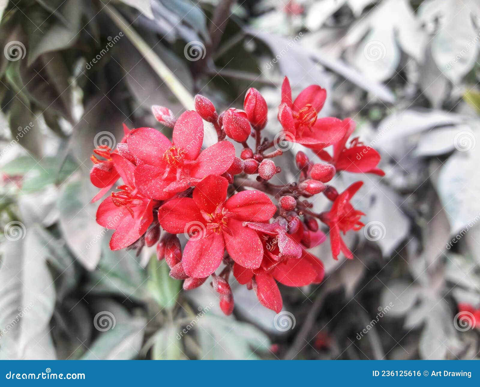 Cute Red Flower in Original Background Stock Photo - Image of evergreen ...