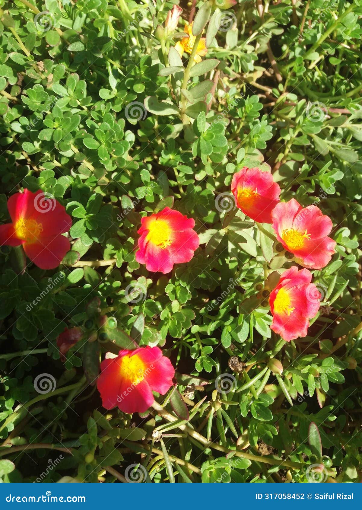 It& X27;s really Beautiful, the Cute Red Flowers only Bloom at 9 am ...