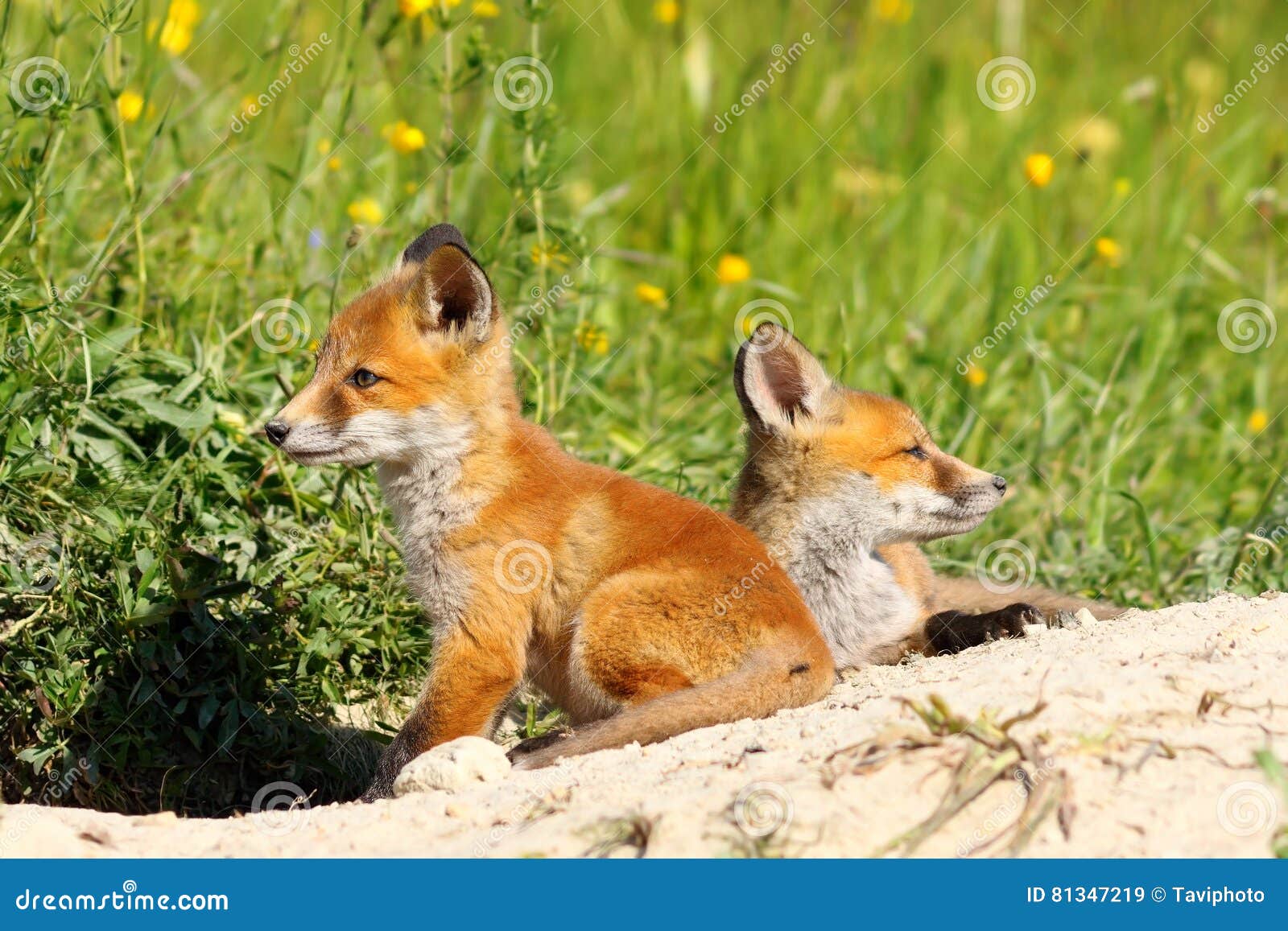 Cute red fox cubs stock image. Image of canine, environment - 81347219
