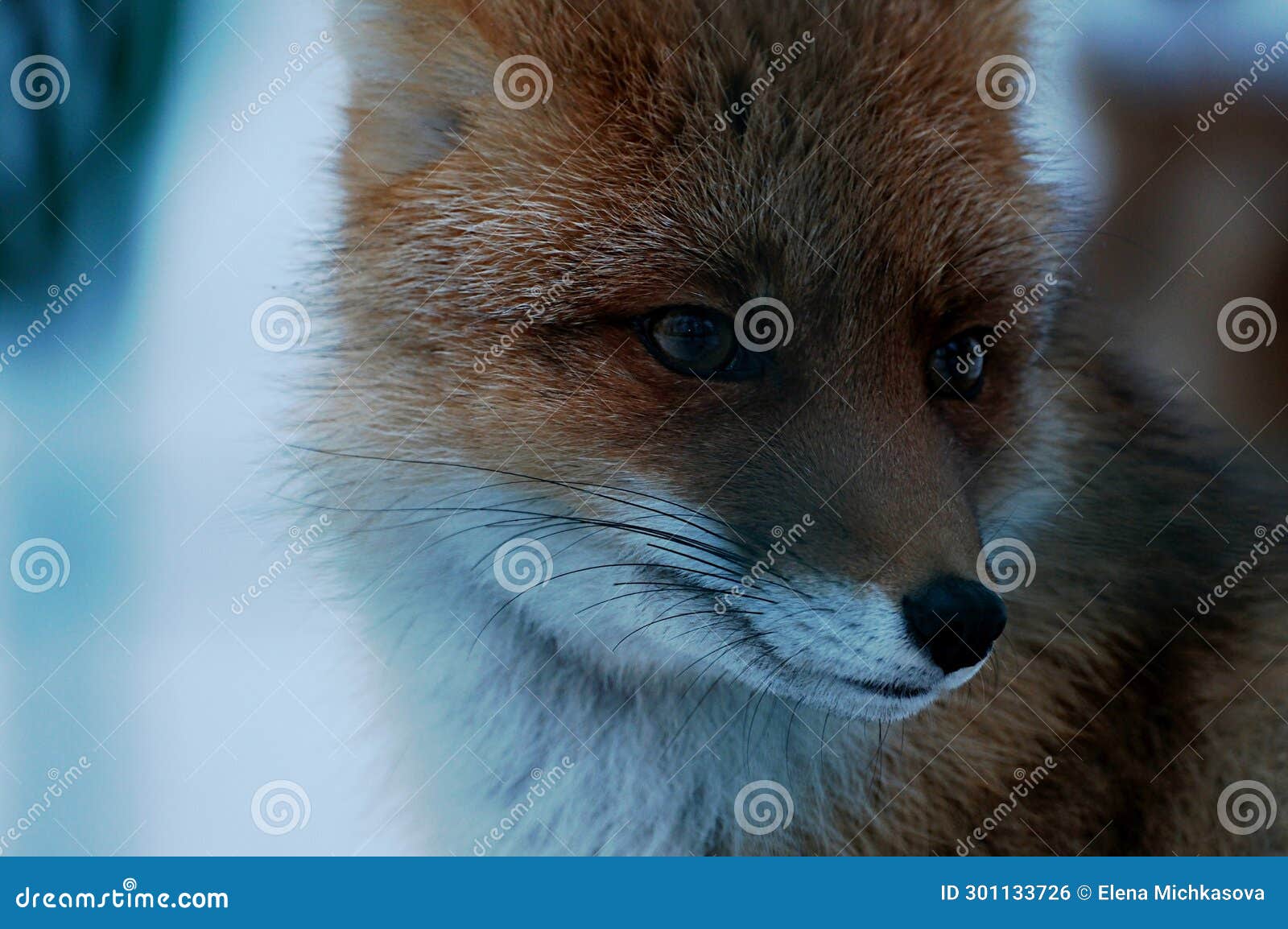 Cute red fox face close up stock photo. Image of portrait - 301133726