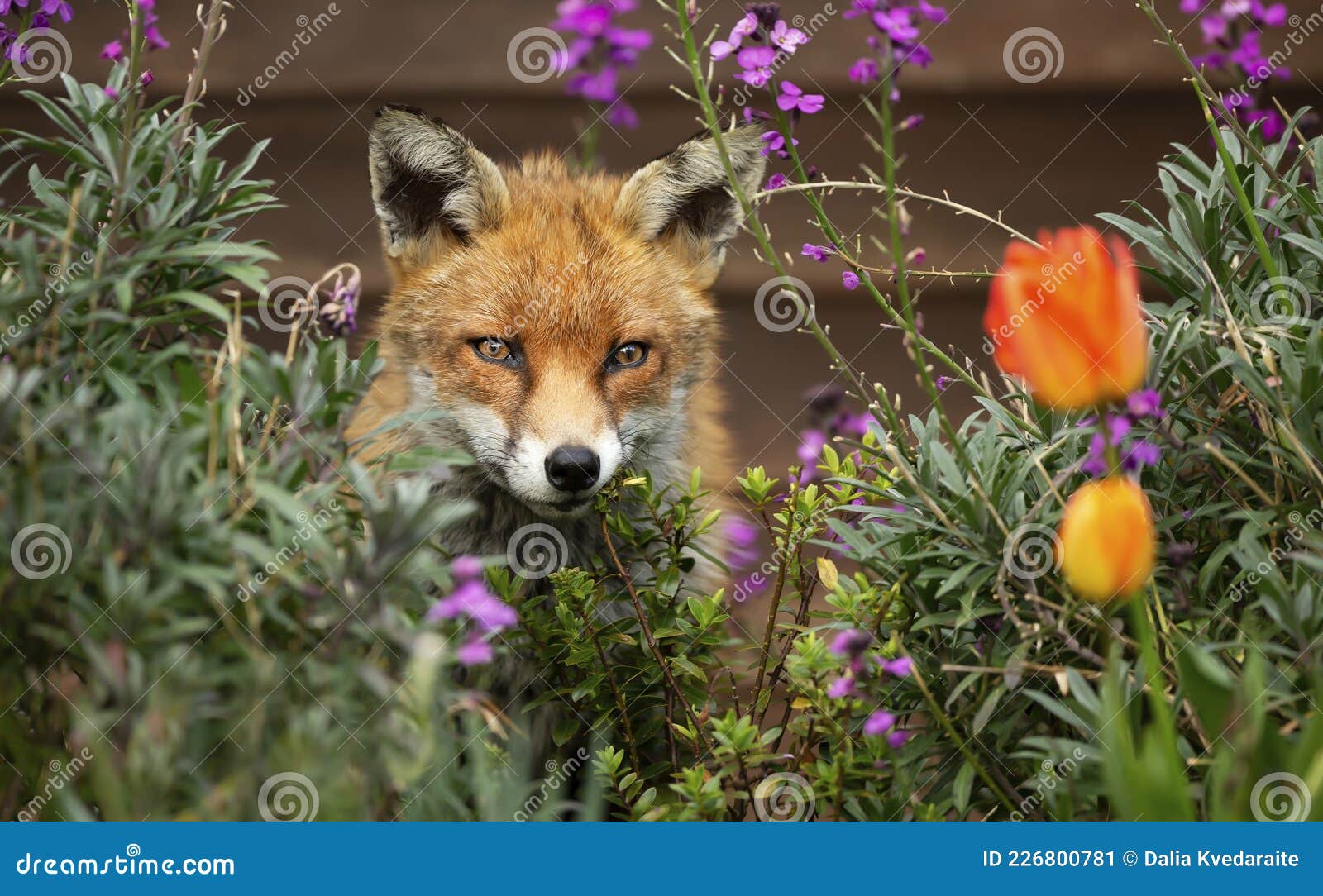 Cute Red Fox among Flowers in Spring Stock Image - Image of england ...