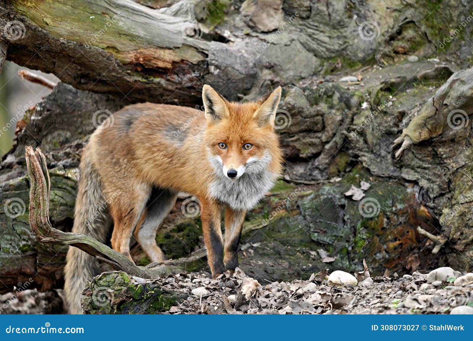 Cute Red Fox in Front of a Tree Root of a Fallen Tree in the Forest ...