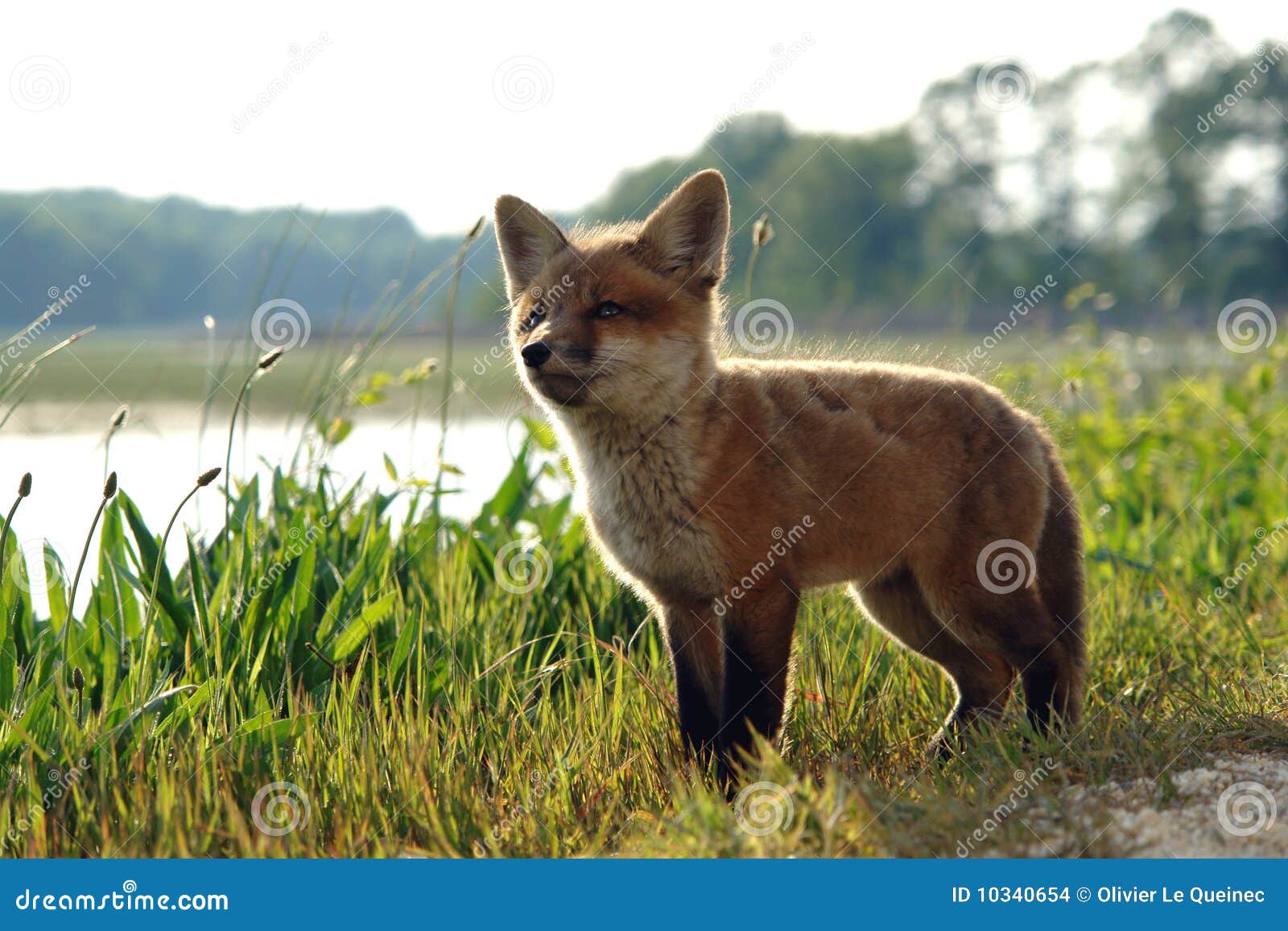 Cute Red Fox Kit