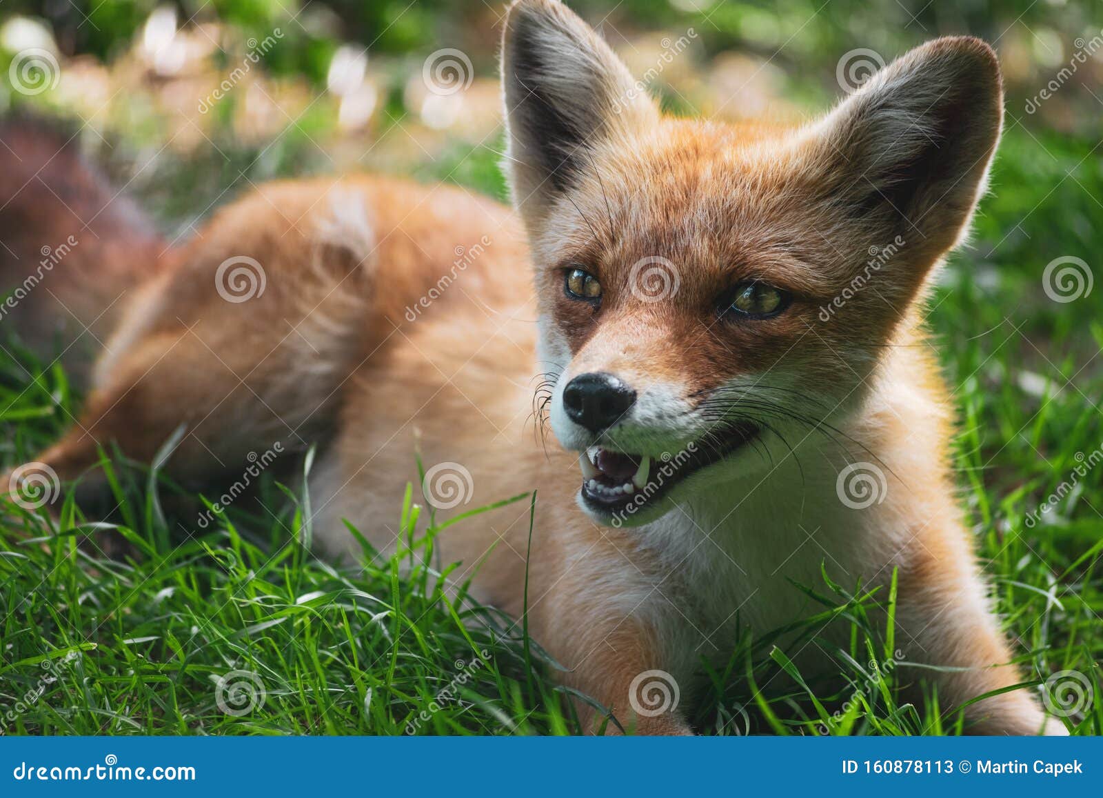 Cute Red Fox Resting in the Grass Stock Image - Image of nature, asian ...