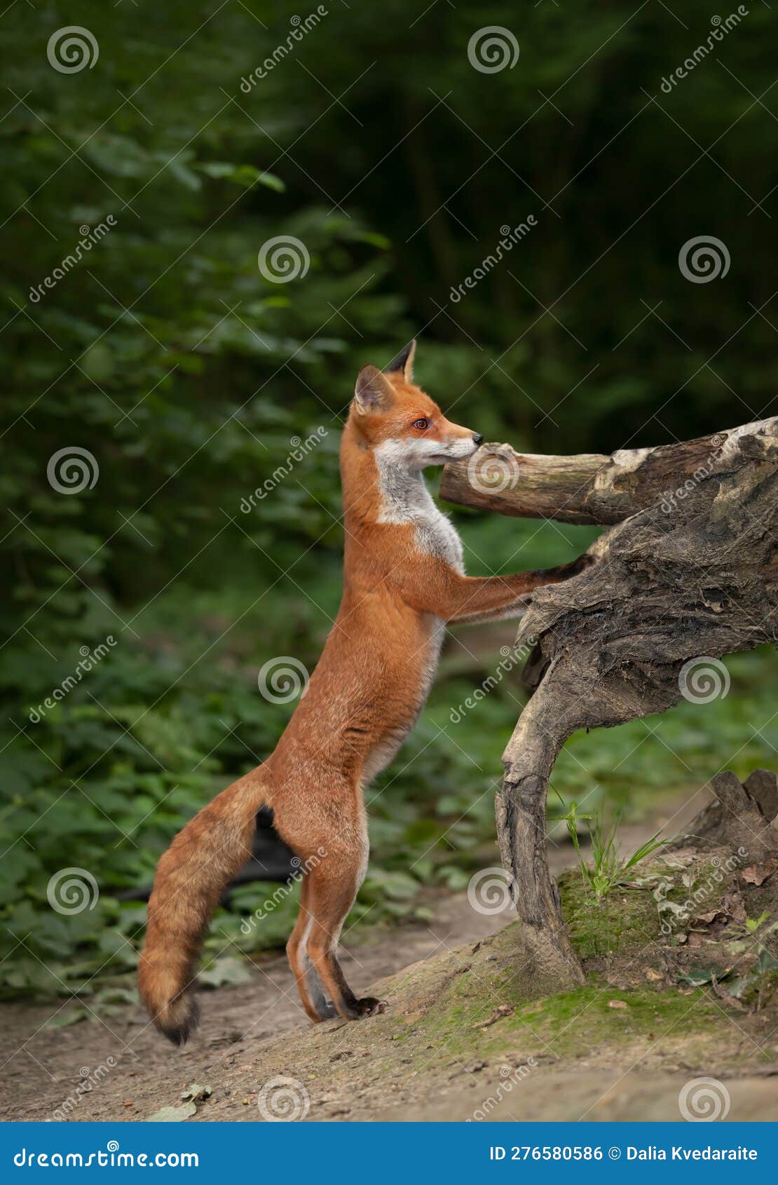 Cute Red Fox Standing on Hind Legs in a Forest Stock Photo - Image of ...