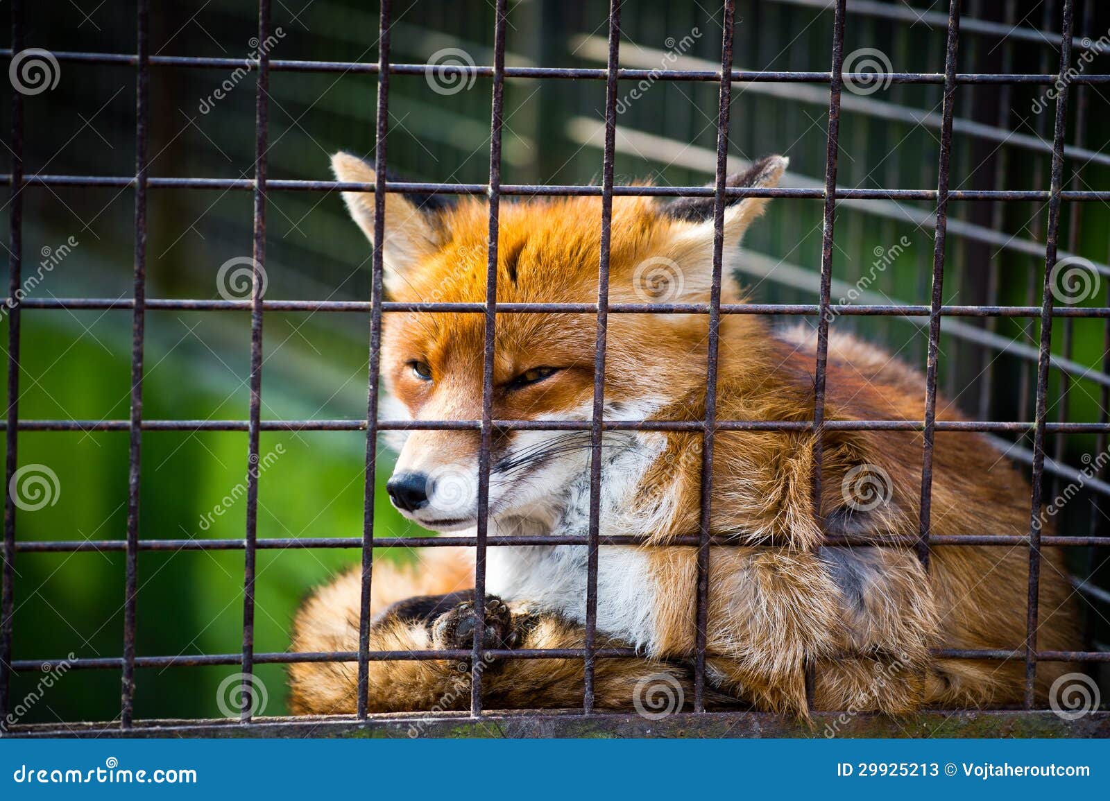 Cute red fox in the cage stock image. Image of beautiful - 29925213