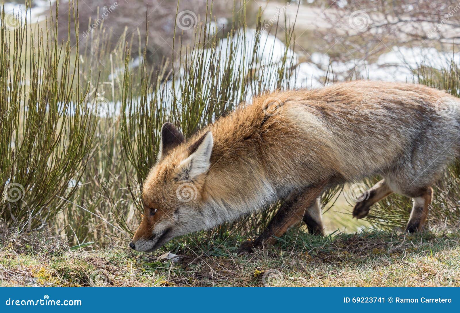 Cute Red Fox (Vulpes Vulpes) Tracking Stock Image - Image of winter ...