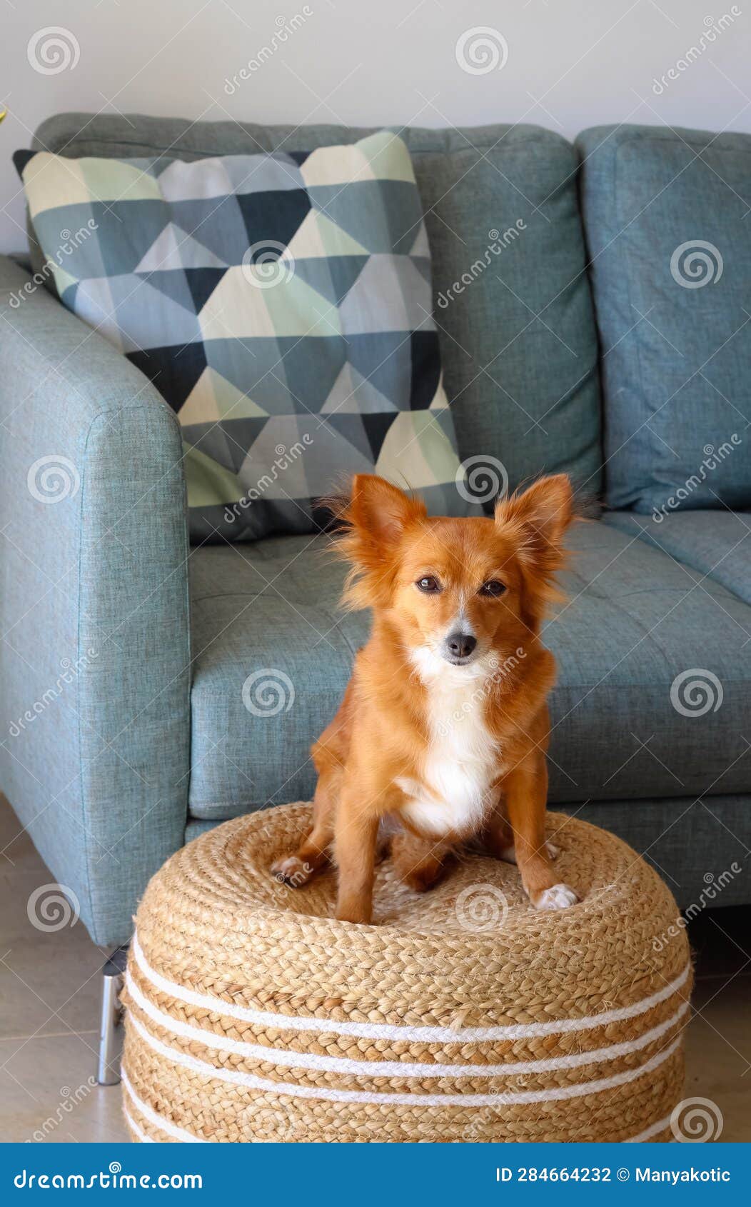 Cute red haired dog stock photo. Image of cute, positive - 284664232