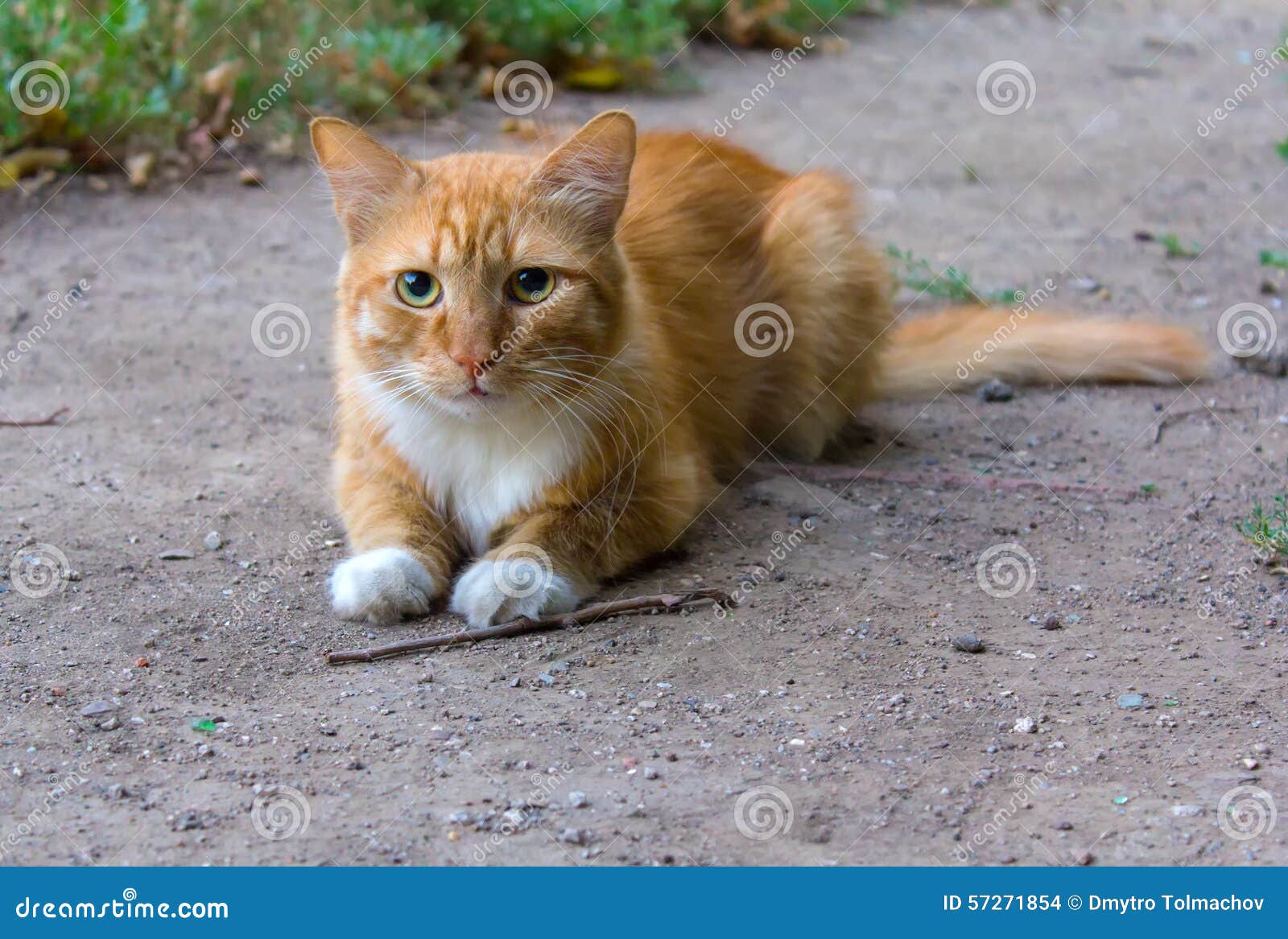 Cute red homeless cat stock photo. Image of pets, stern - 57271854