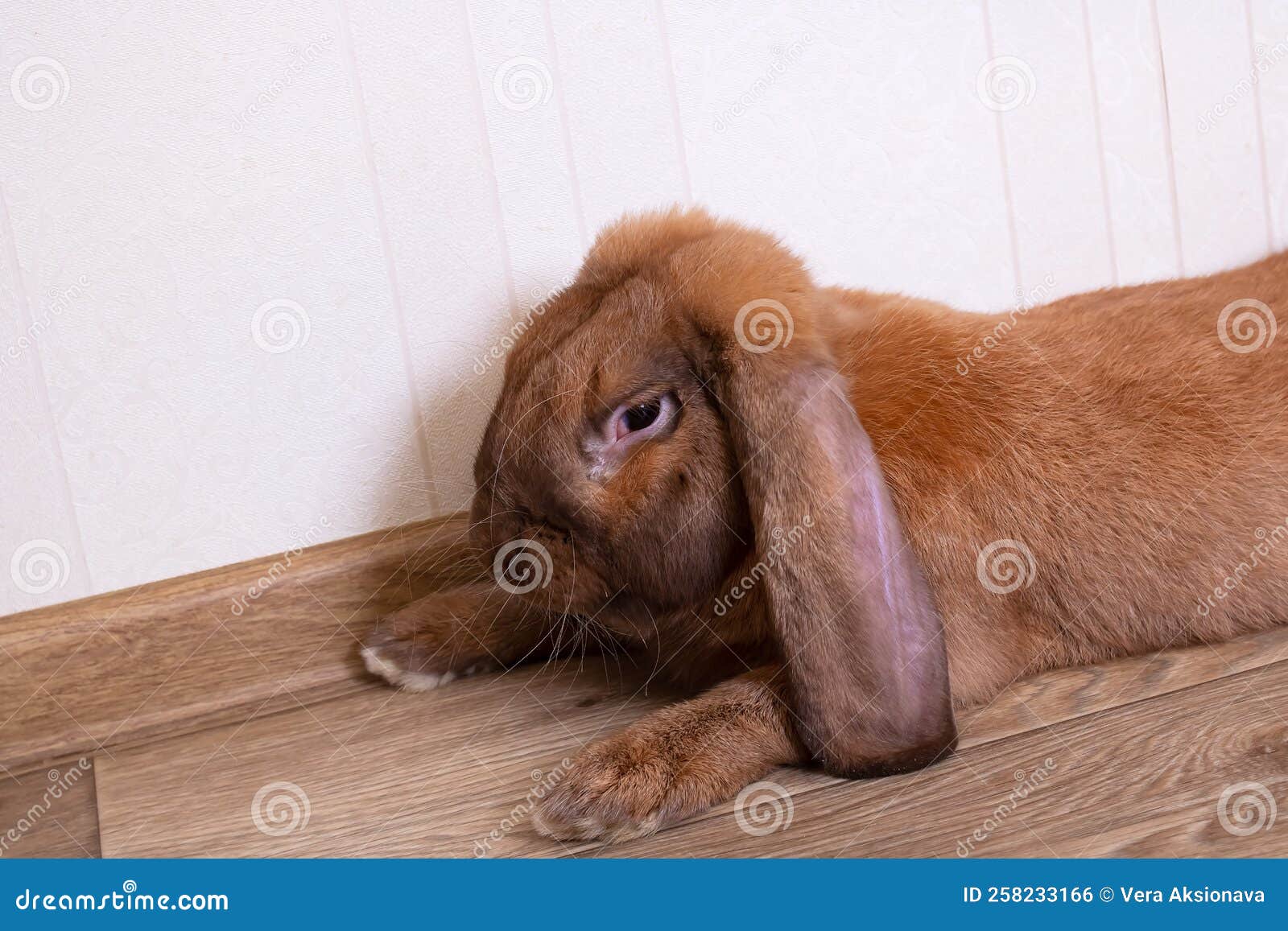 Cute Red House Rabbit in the Room Stock Photo - Image of apartment ...