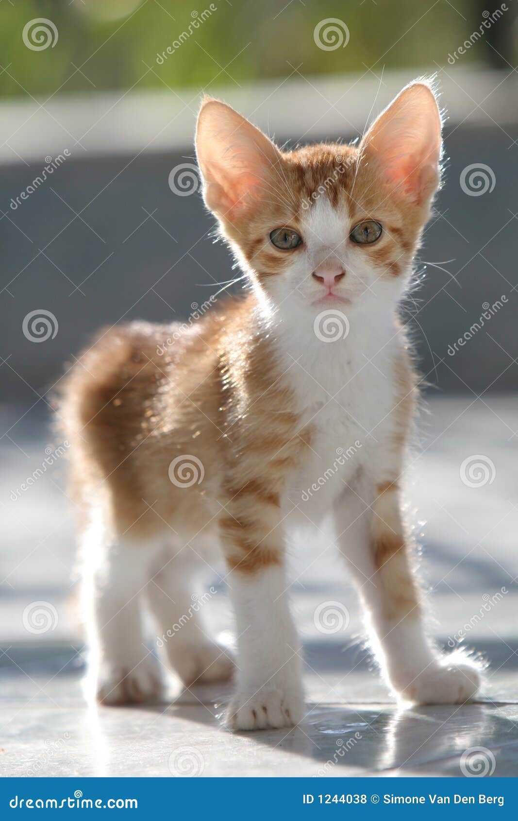Cute red kitten stock photo. Image of cute, animals, furry - 1244038