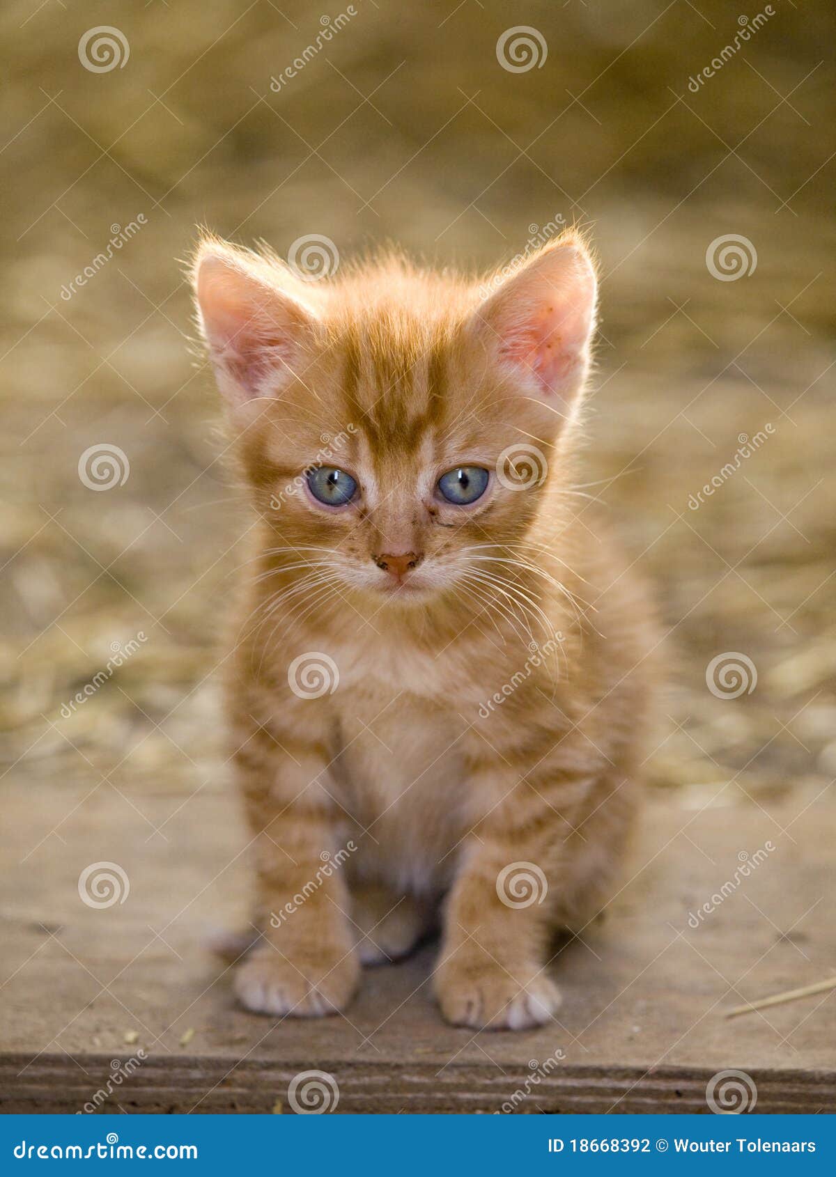 Cute red kitten stock photo. Image of adorable, cute - 18668392