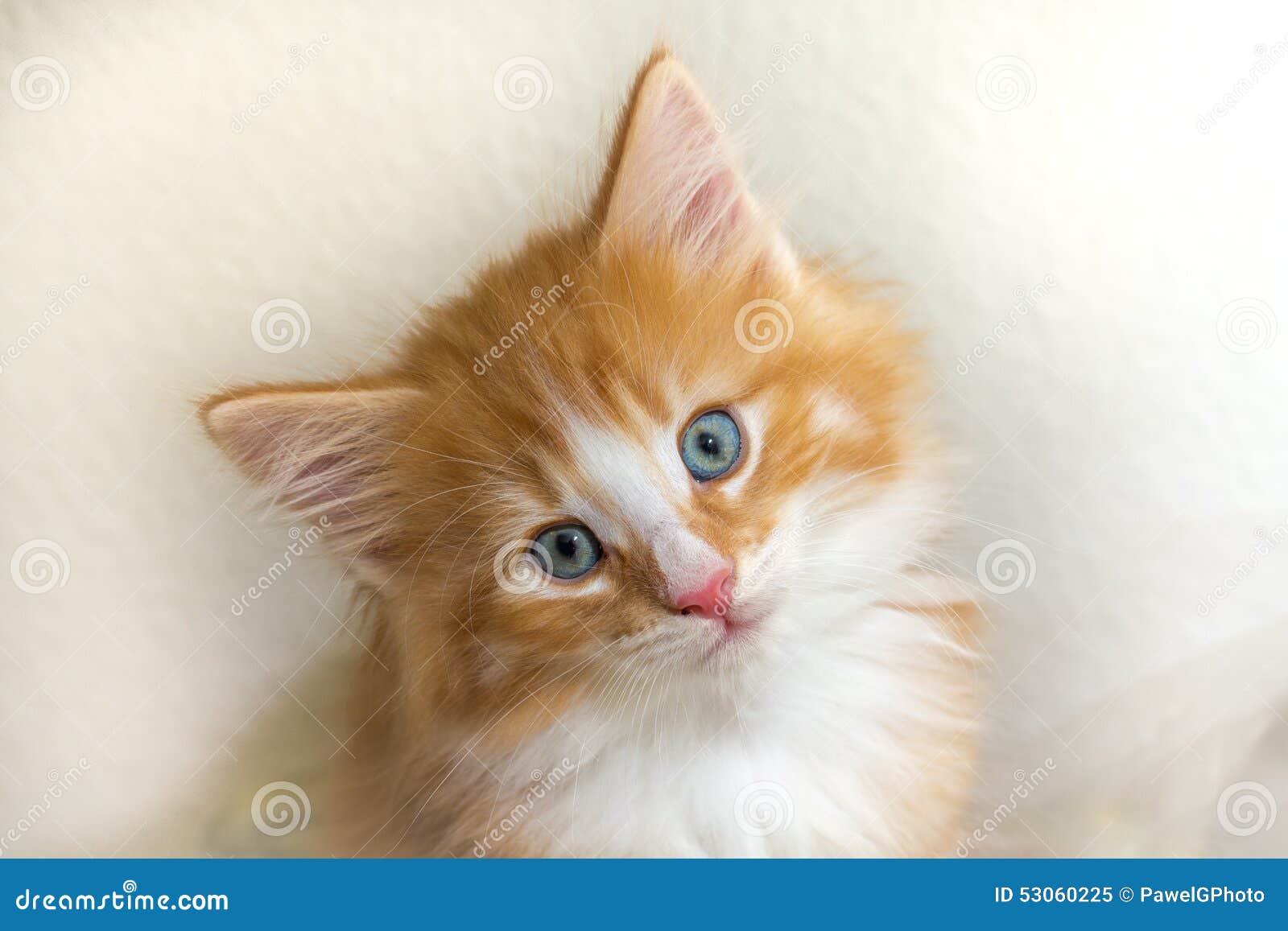 Cute Red Kitten with Blue Eyes Stock Image - Image of norwegian, face ...