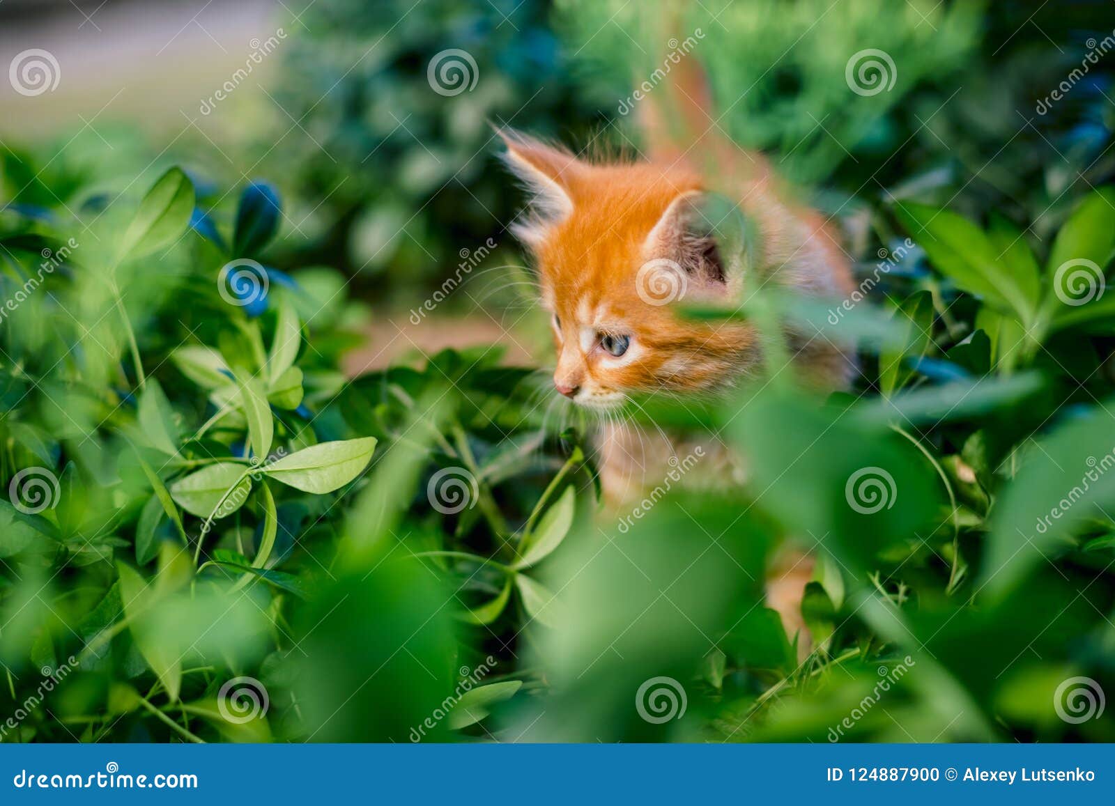 Cute Red Kitten in the Grass Stock Photo - Image of fluffy, lovable ...
