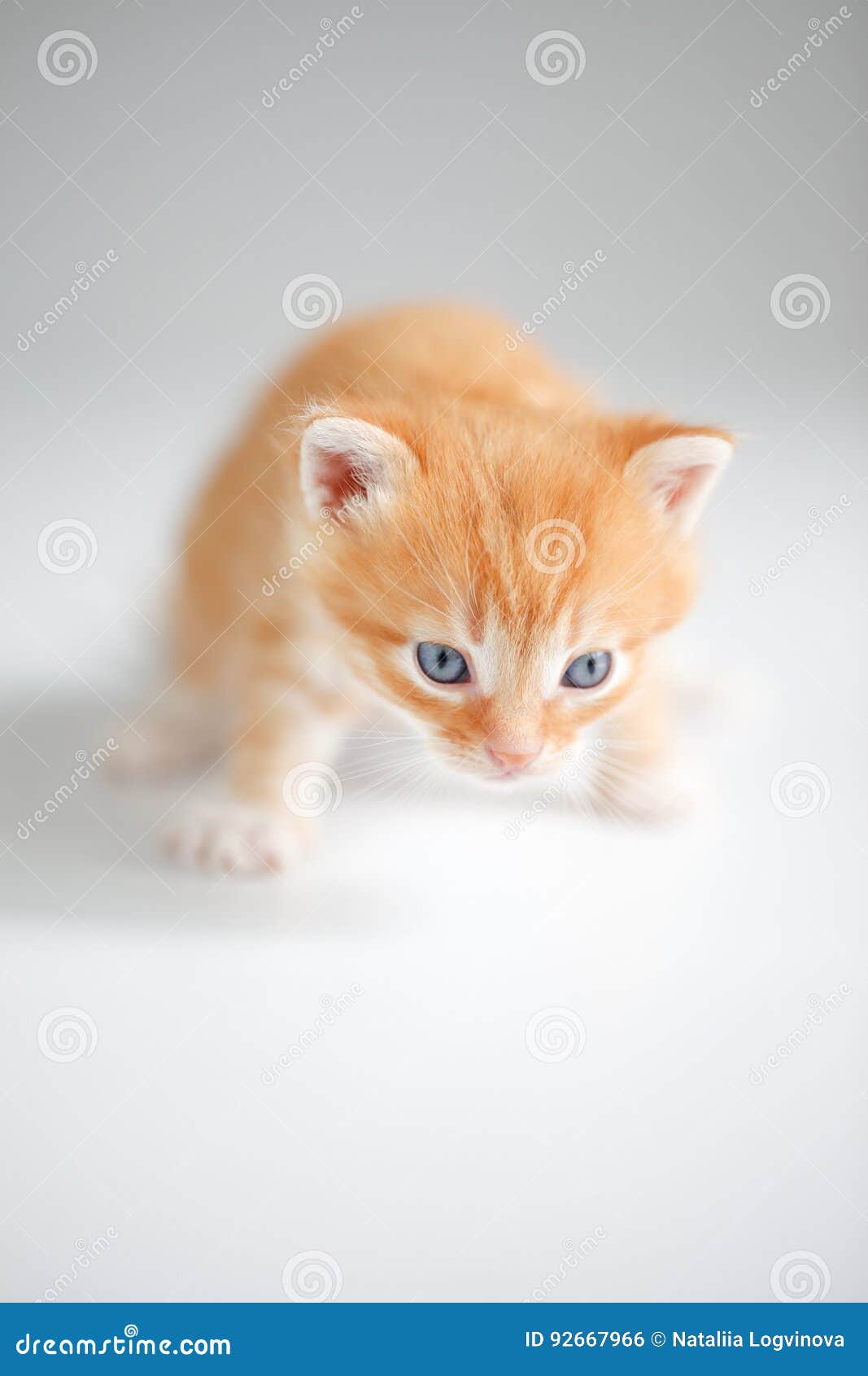 Cute Red Kitten on Light Background Stock Photo - Image of background ...