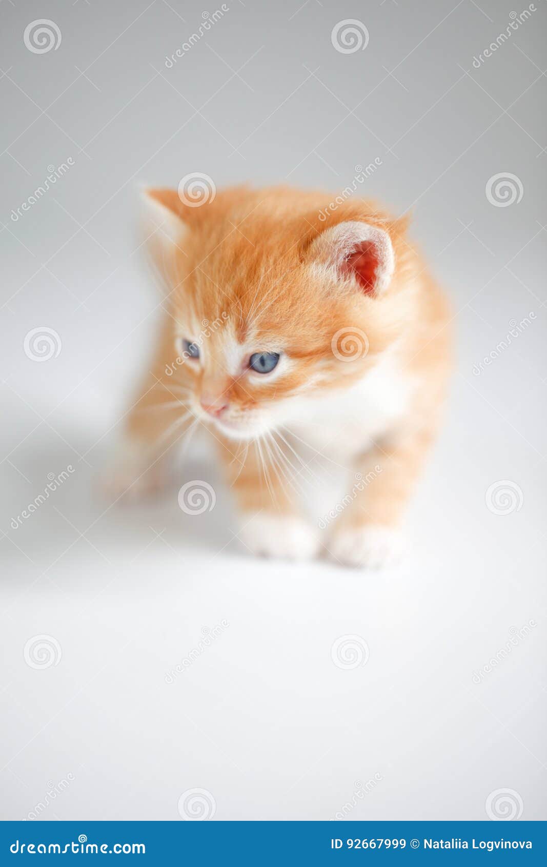 Cute Red Kitten on Light Background Stock Image - Image of playful ...