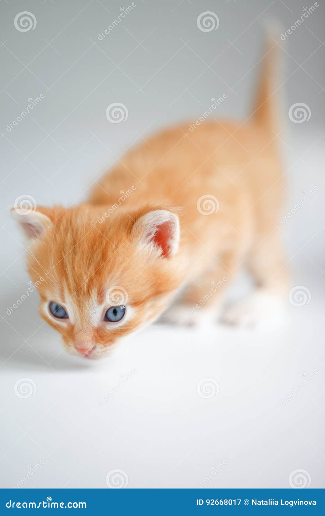 Cute Red Kitten on Light Background Stock Image - Image of cute ...
