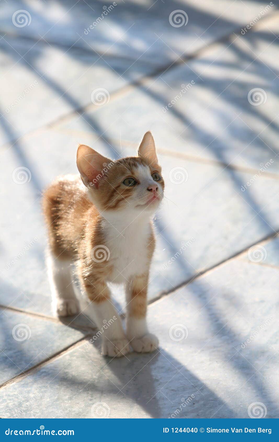 Cute Red Kitten Looking Curiously Upwards Stock Photo - Image of ...
