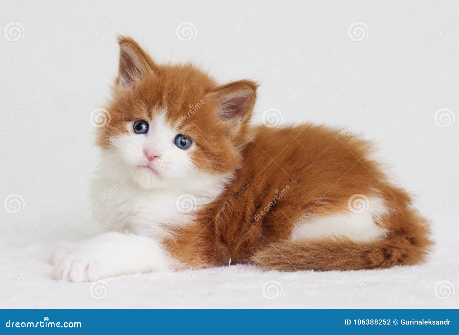 Red kitten looking stock photo. Image of adorable, looking - 106388252