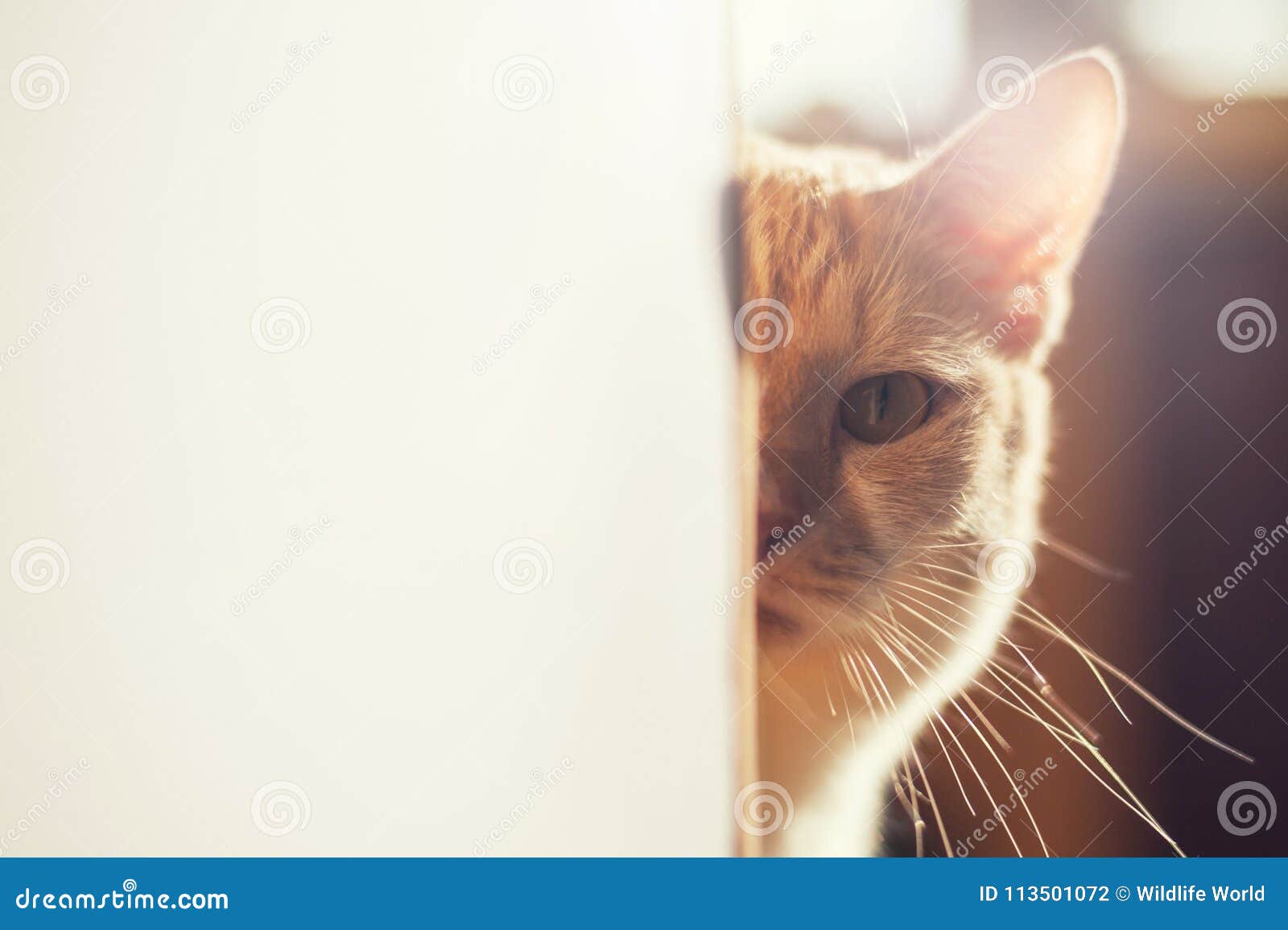 Cute Red Kitten Peeking Out the Corner on a Beautiful Light Stock Photo ...