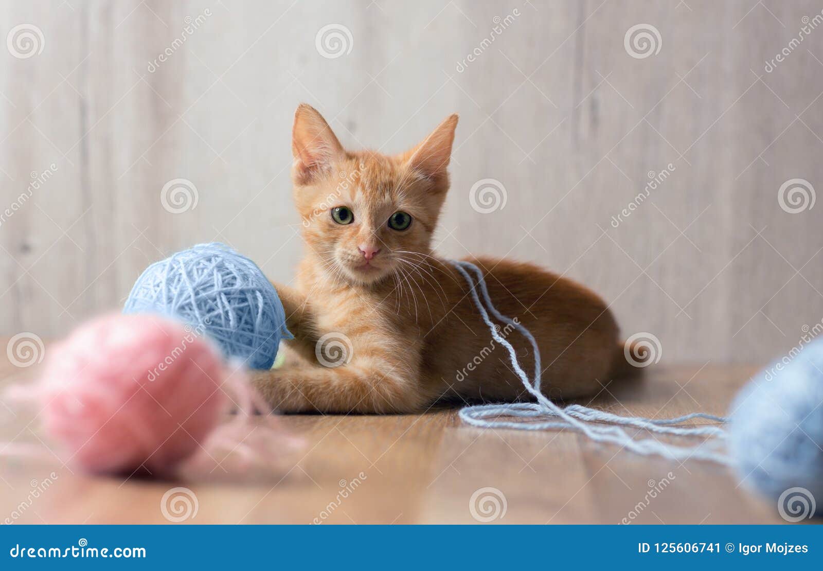 Cute red kitten playing stock image. Image of pedigreed - 125606741