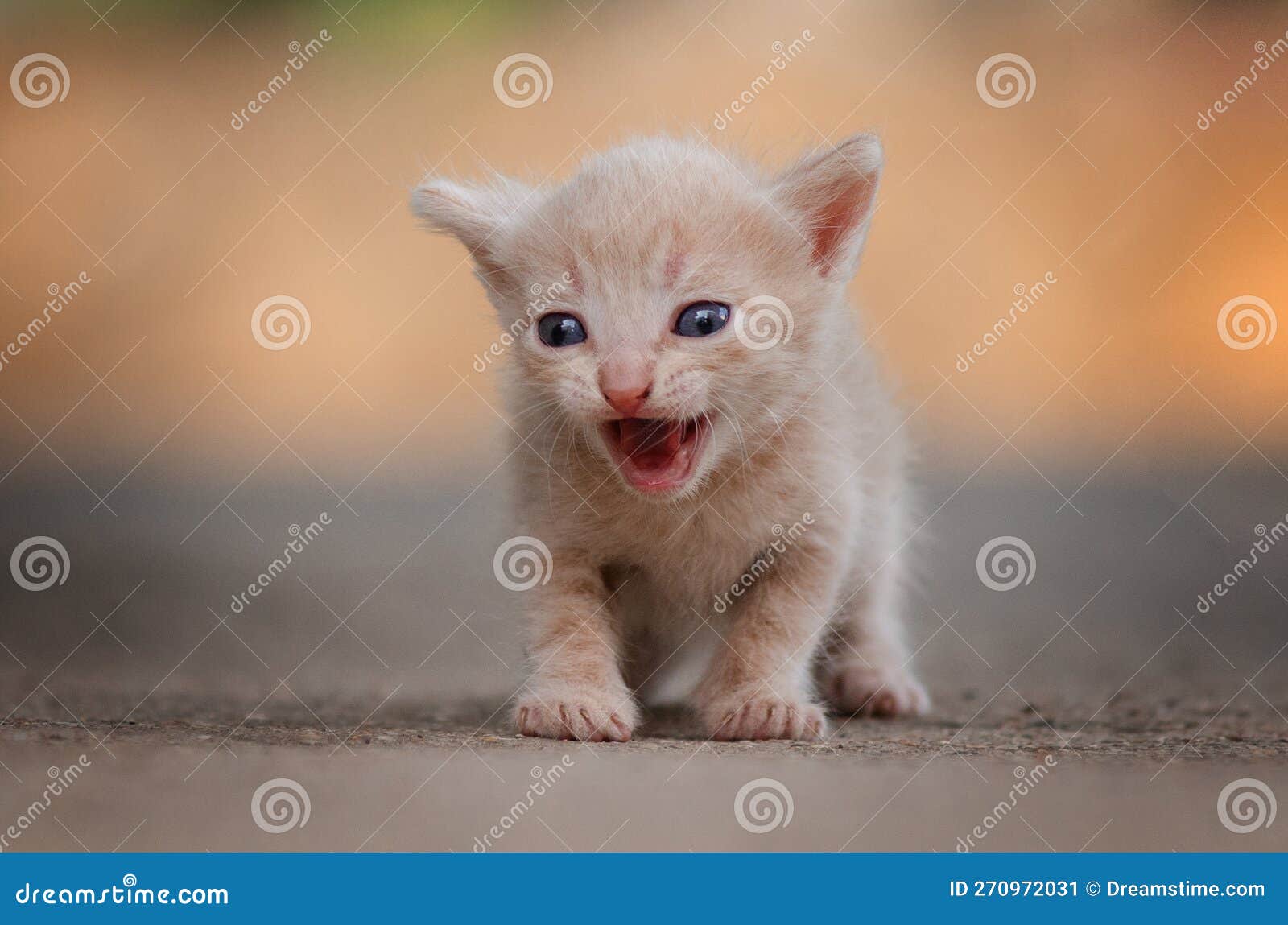 Cute Red Kittens Beautiful Pet Portraits Stock Image - Image of cute ...