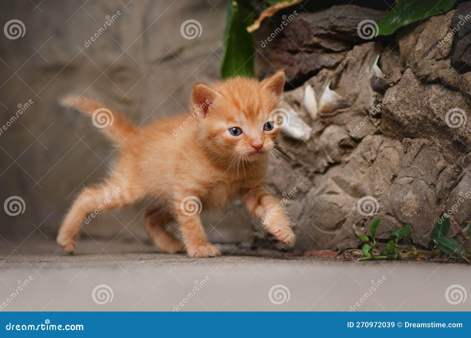 Cute Red Kittens Beautiful Pet Portraits Stock Image - Image of animal ...