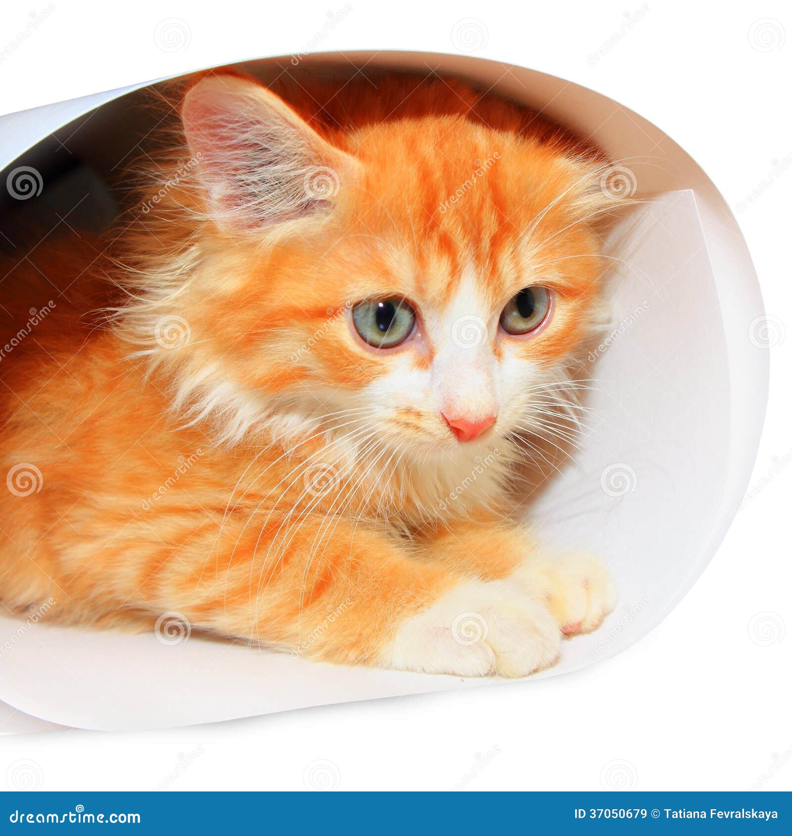 Cute red kitty boy stock image. Image of domestic, kitty - 37050679