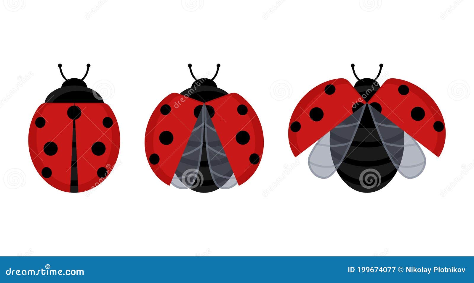 Ladybug, Red Beetle Vector Graphic. Isolated On White Background ...