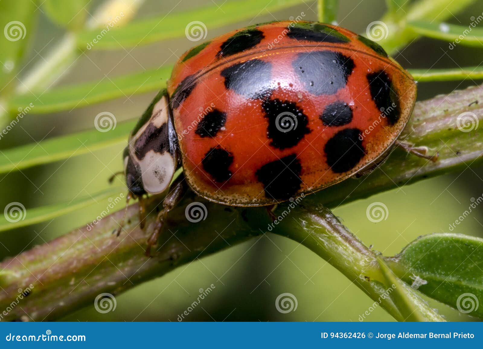 Cute Red Ladybug with Black Dots on a Plant Branch Stock Photo - Image ...