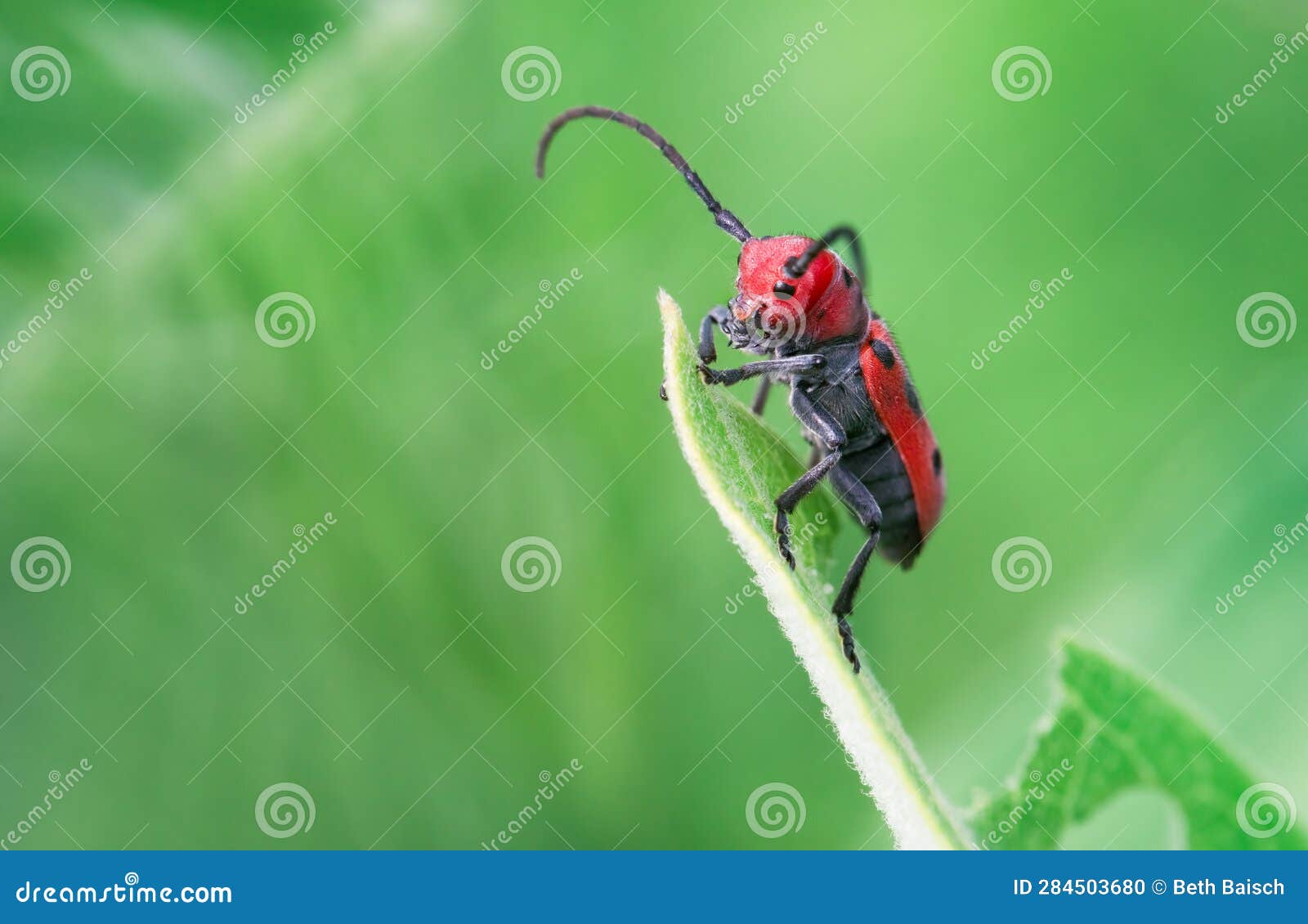Cute Red Milkweed Beetle at Thicksons Point, Whitby, Ontario Stock ...
